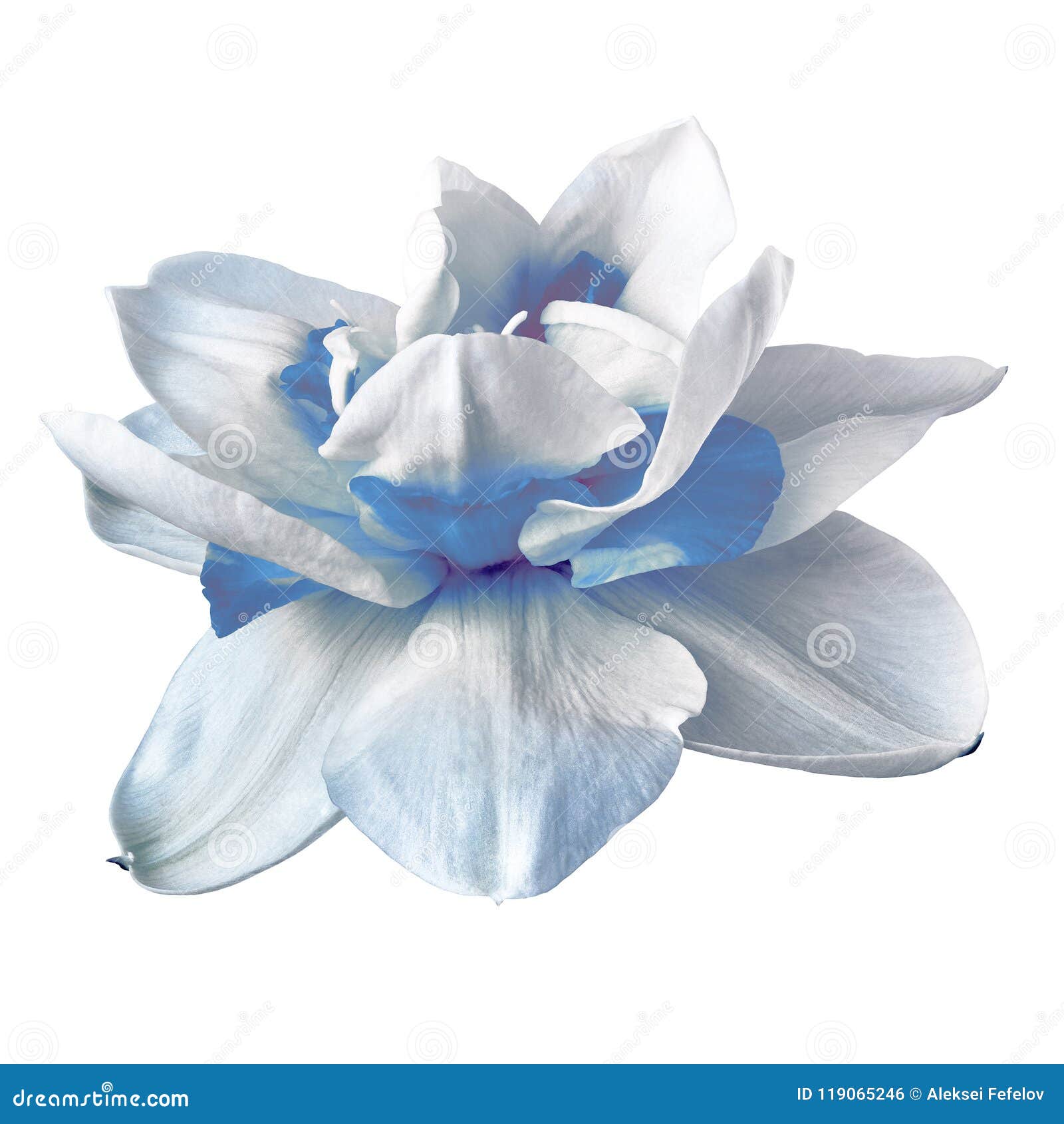 Flower White Blue Narcissus, Isolated on a White Background. Close-up ...