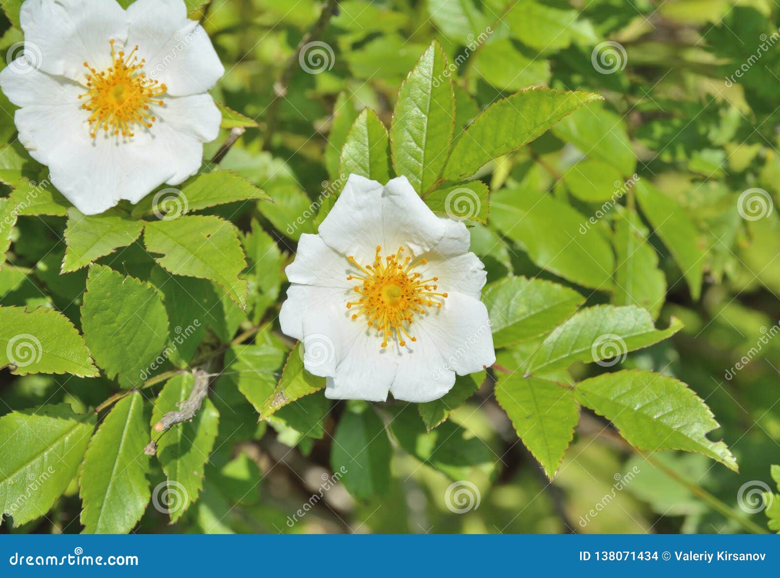 Flower of white brier 1 stock photo. Image of shrub - 138071434
