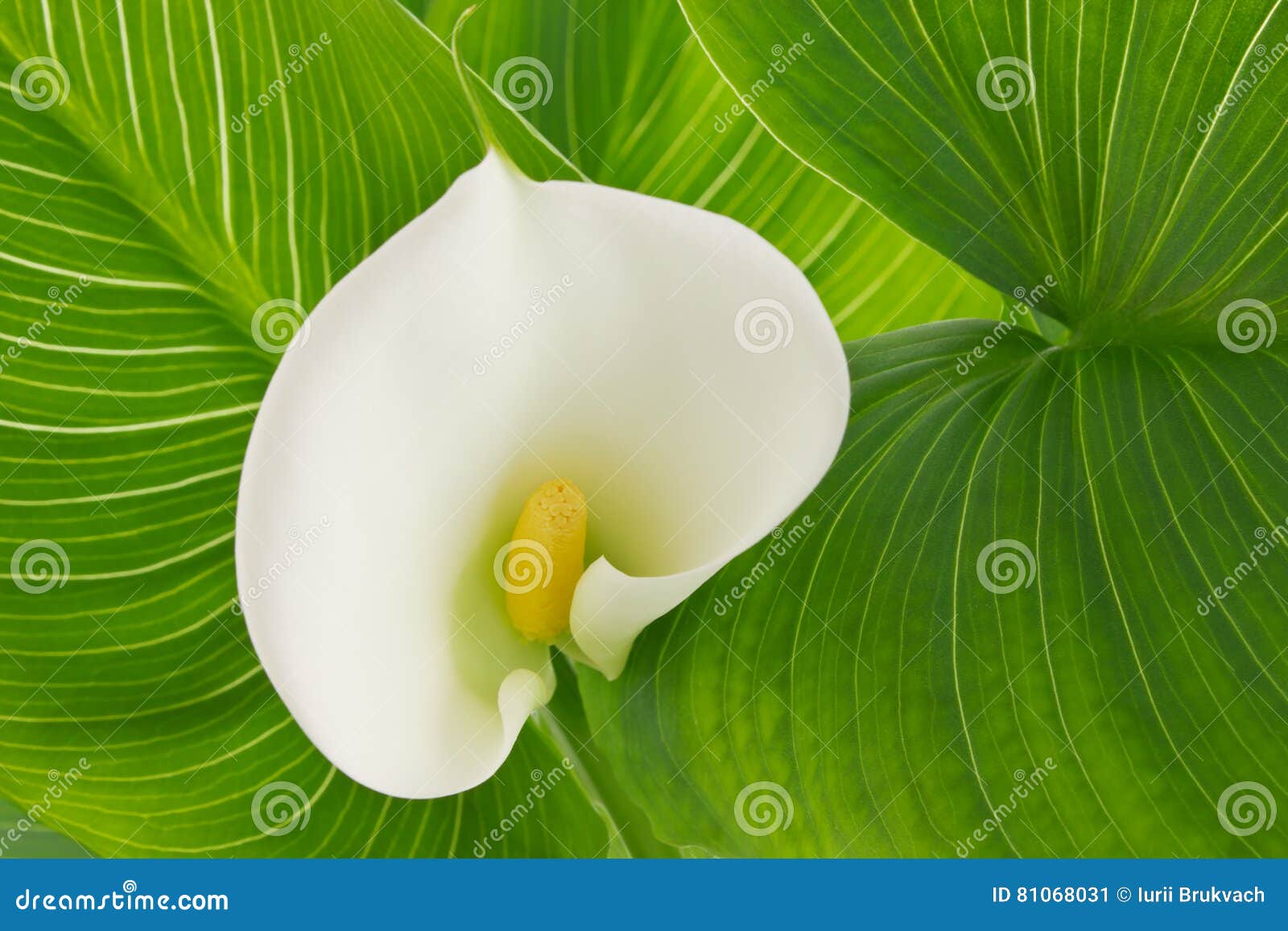 Flower White Calla Lily. Alepes Kalla Stock Image - Image of beautiful ...