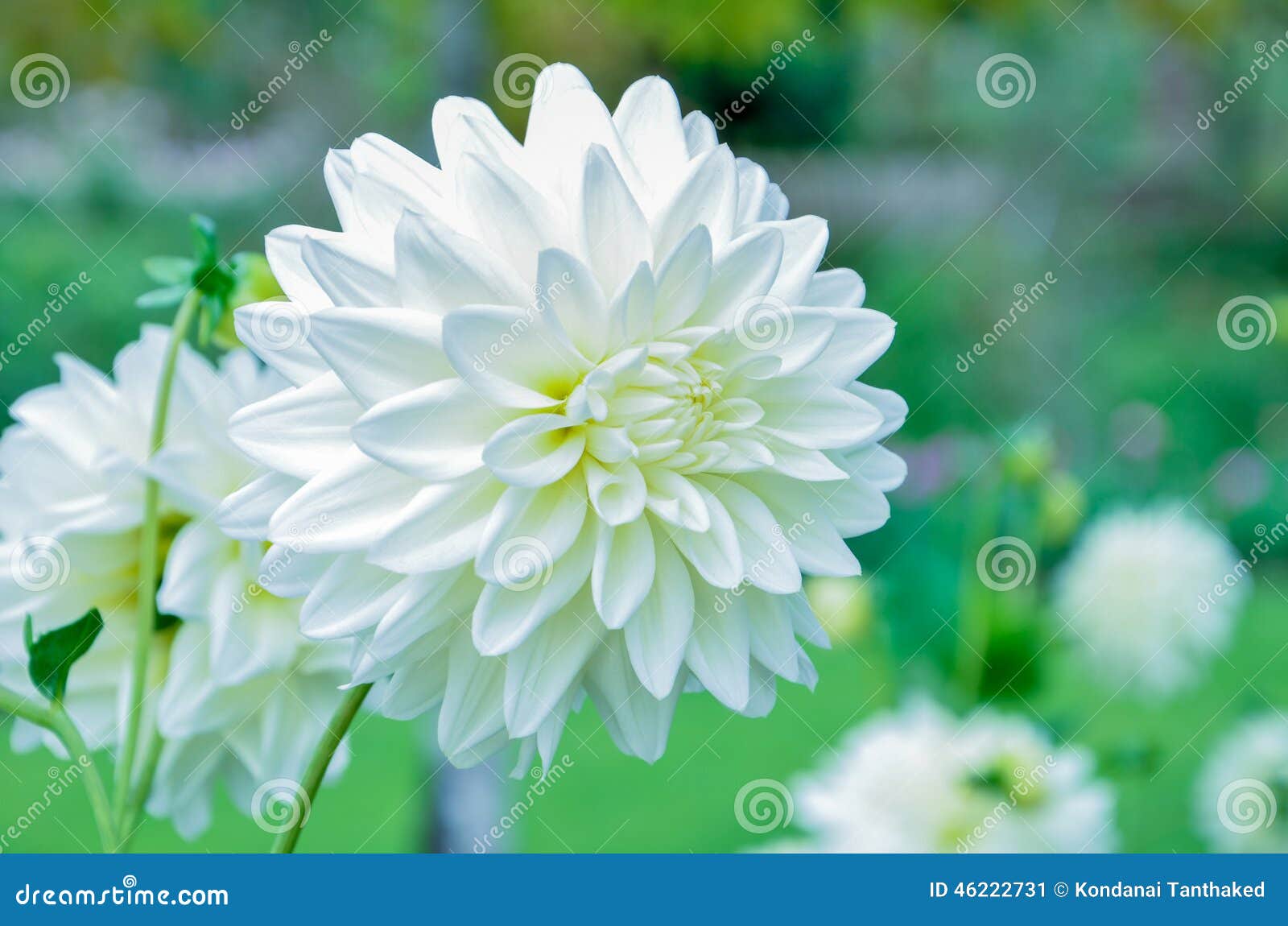 Flower White Chrysanthemums Stock Image - Image of abstract, isolated ...