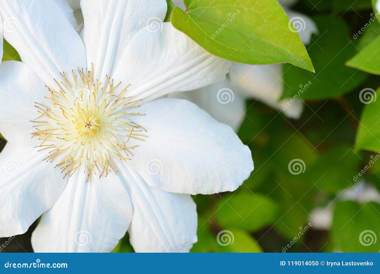 Flower of White Clematis in the Spring Garden. Bush of White Clematis ...
