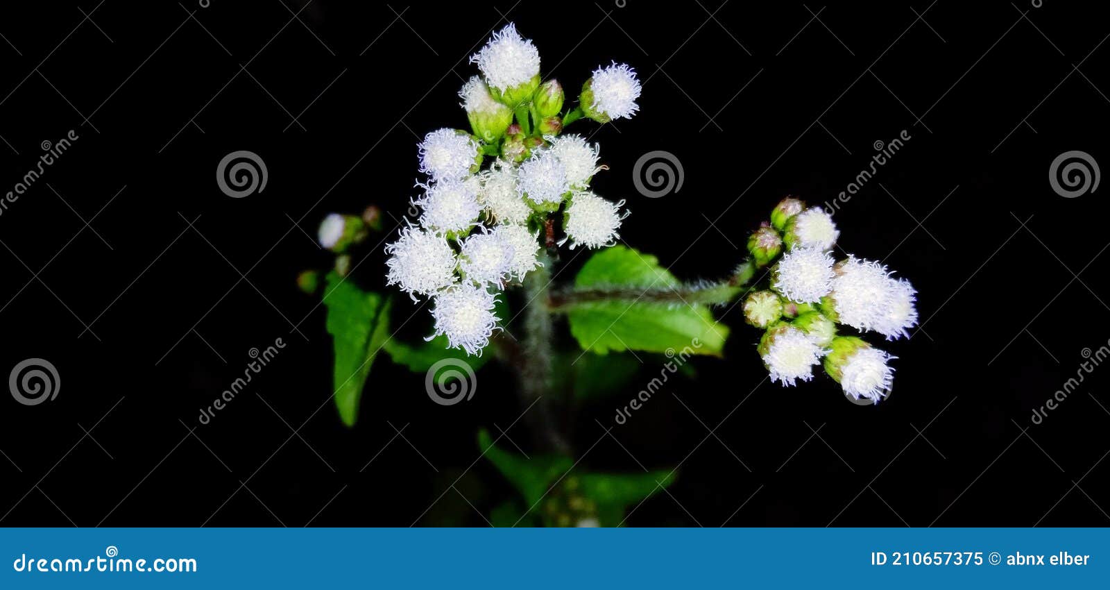 This is a Flower that is White in Color Stock Image - Image of produce ...
