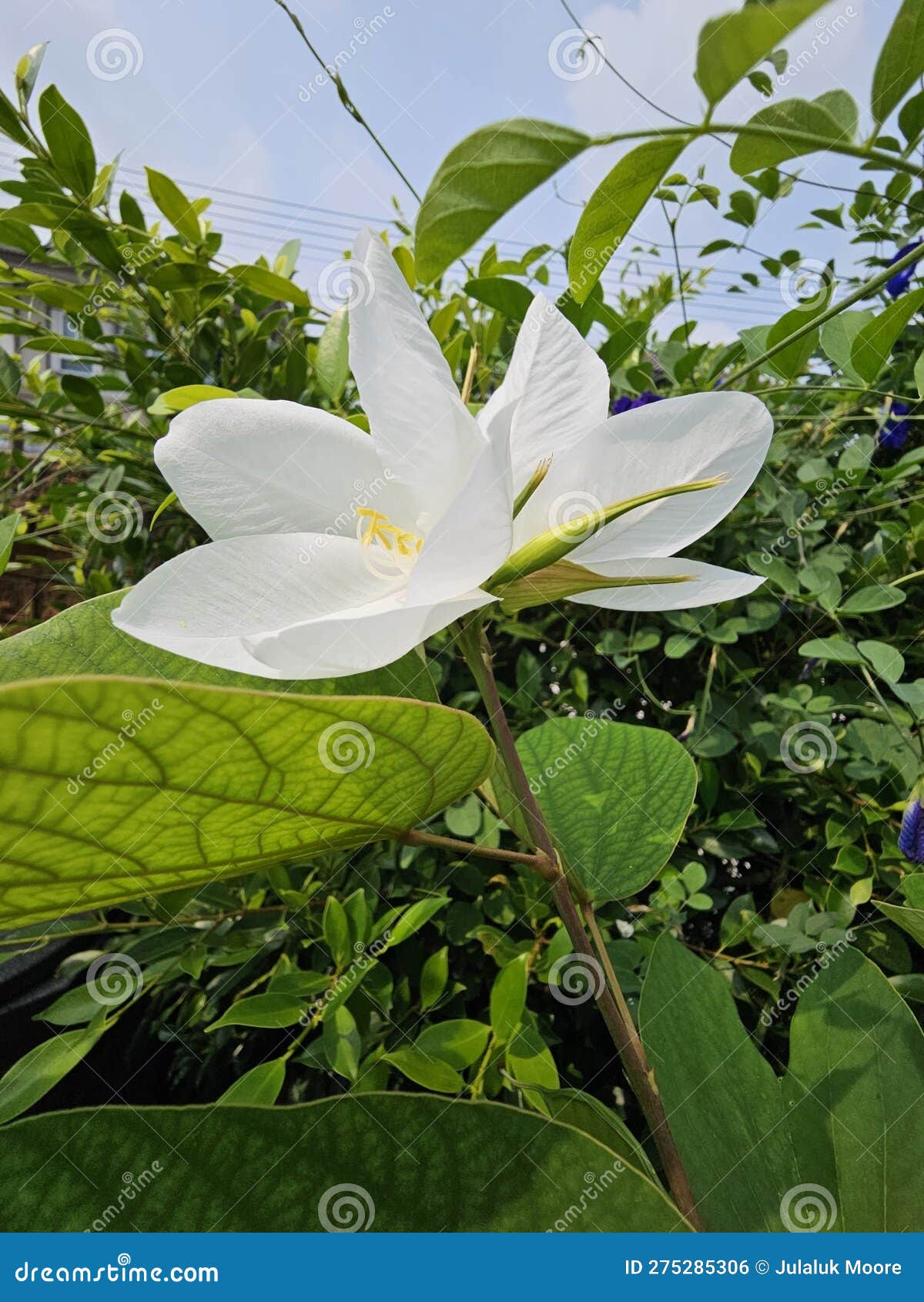 Flower is white color stock photo. Image of plant, wildflower - 275285306