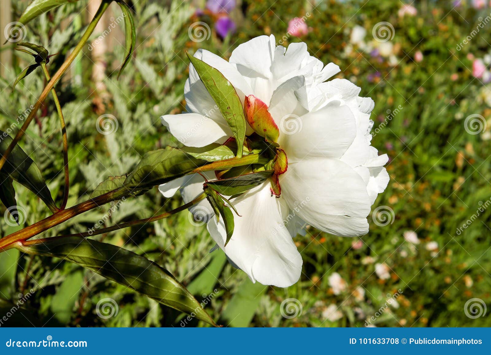 Flower, White, Flora, Plant Picture. Image: 101633708