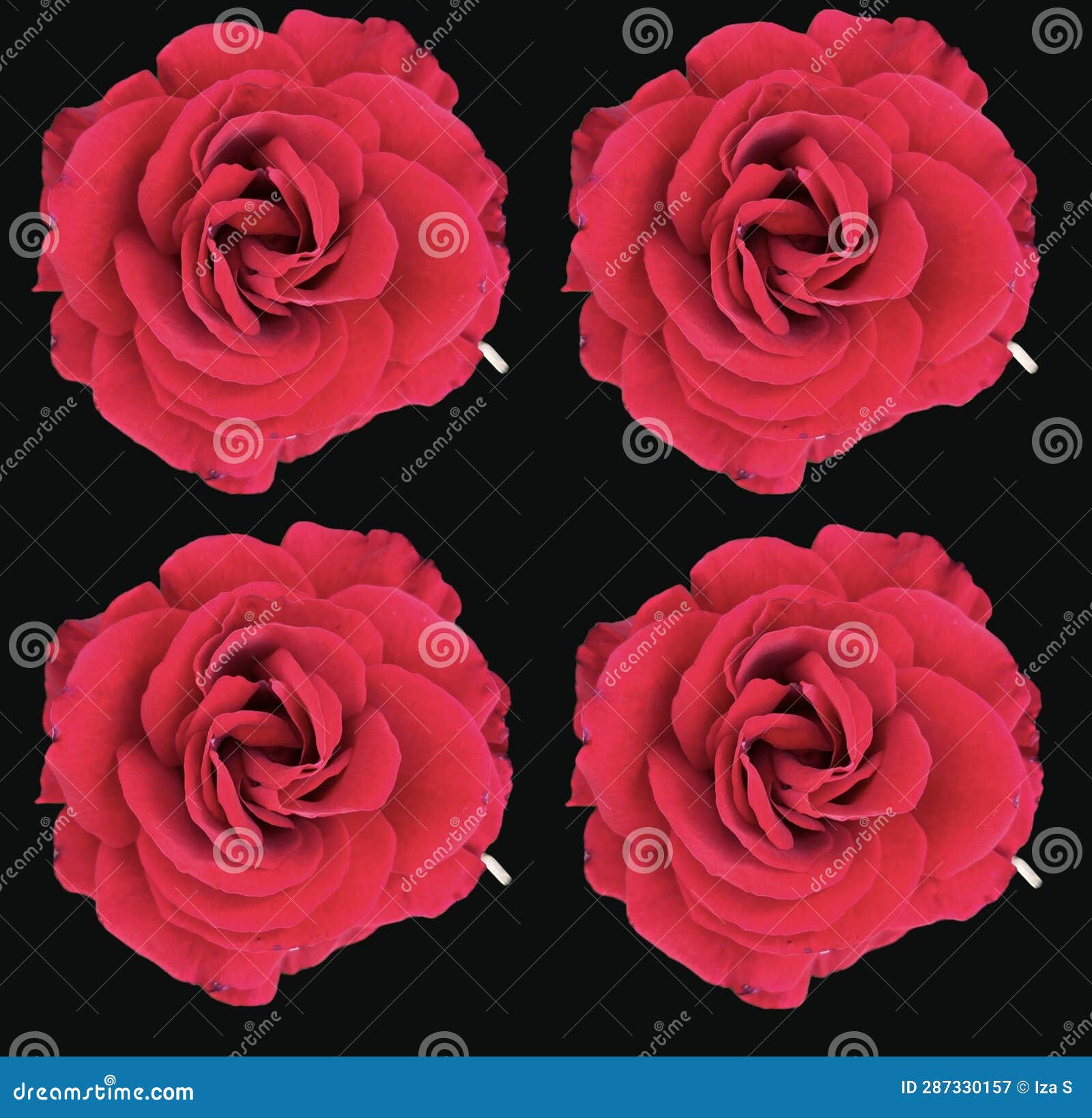 Four red roses stock image. Image of four, flower, roses - 287330157