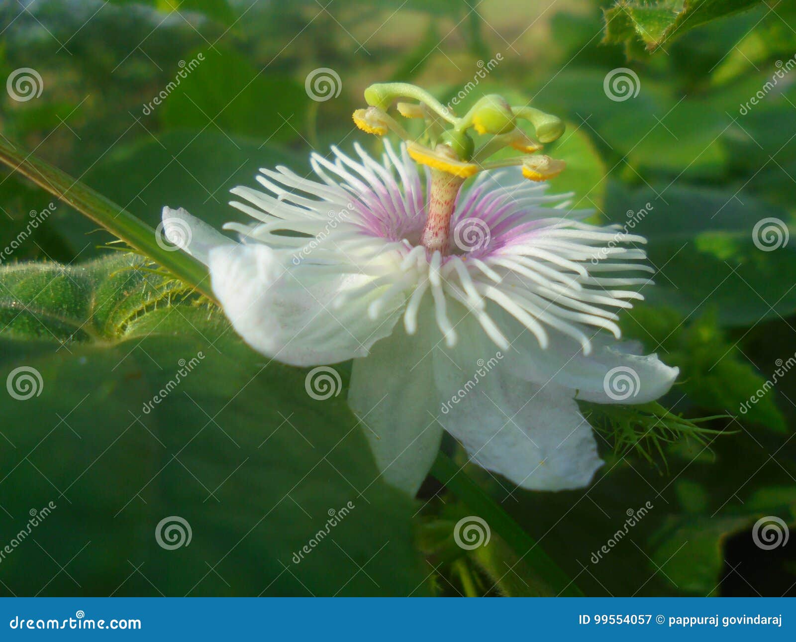 Flower stock image. Image of cute, bloom, flower, green - 99554057