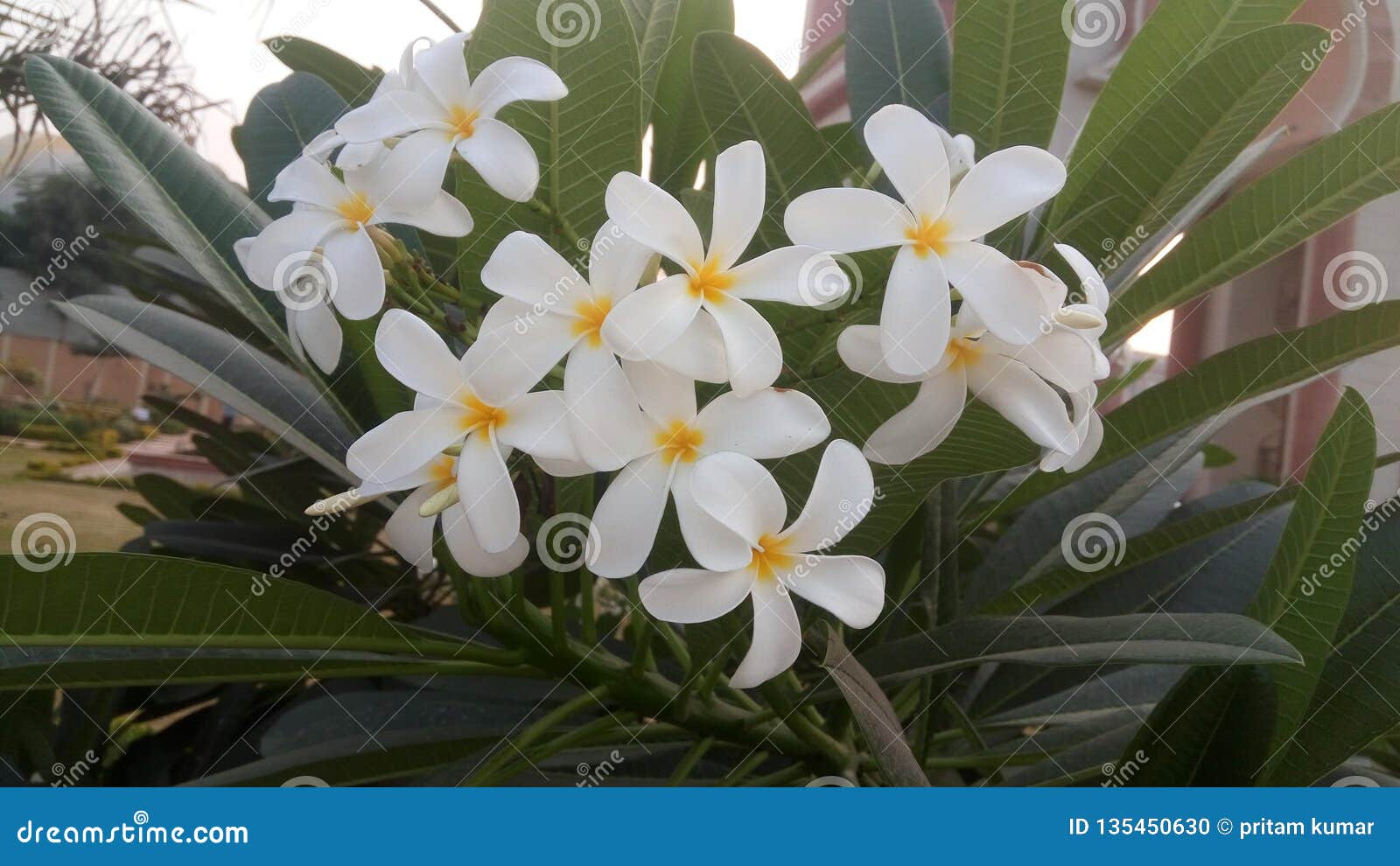 Boliye Stock Photos - Free & Royalty-Free Stock Photos from Dreamstime