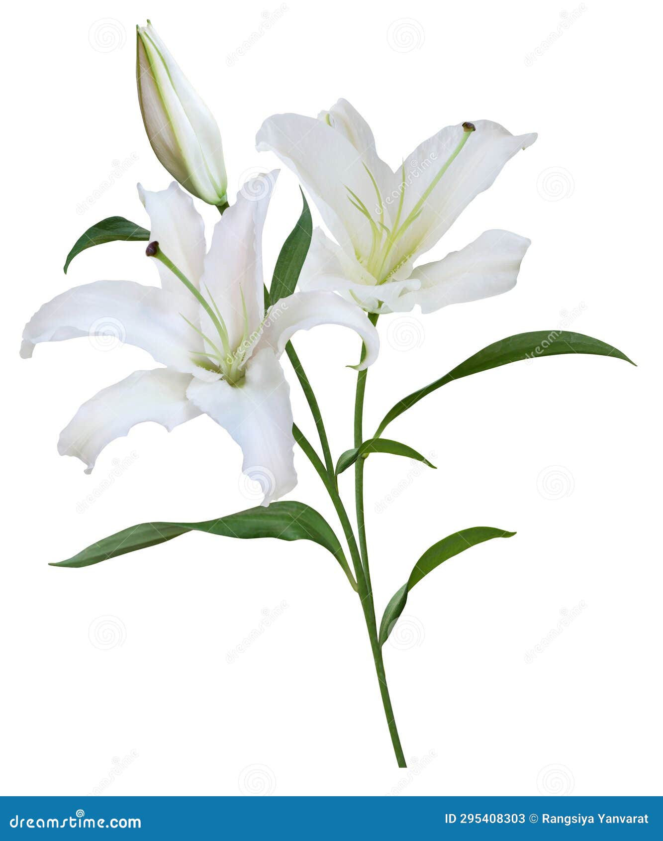 Flower White Lily Isolated on White Background Stock Image - Image of ...