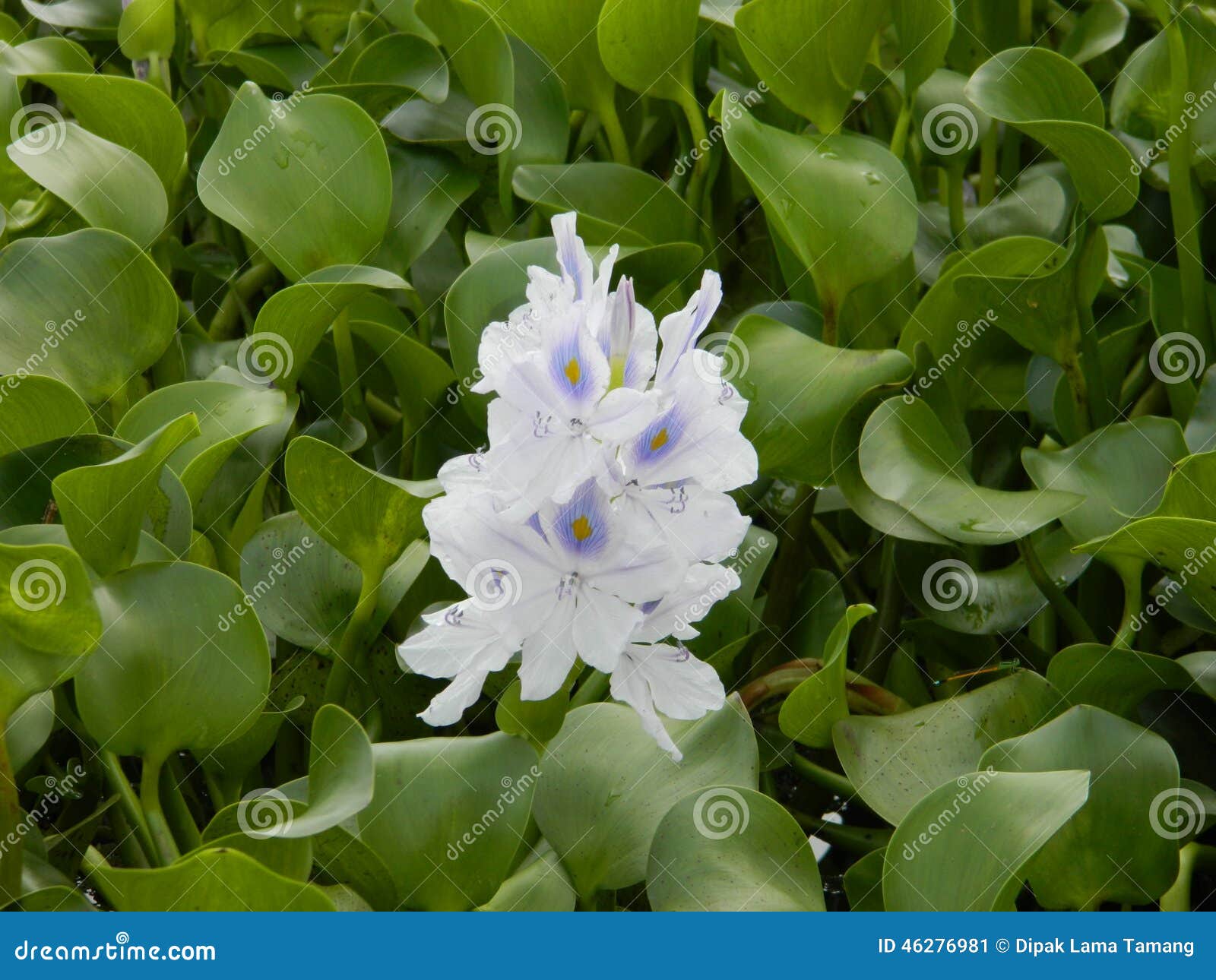 Flower stock image. Image of dahlia, lotus, color, background - 46276981