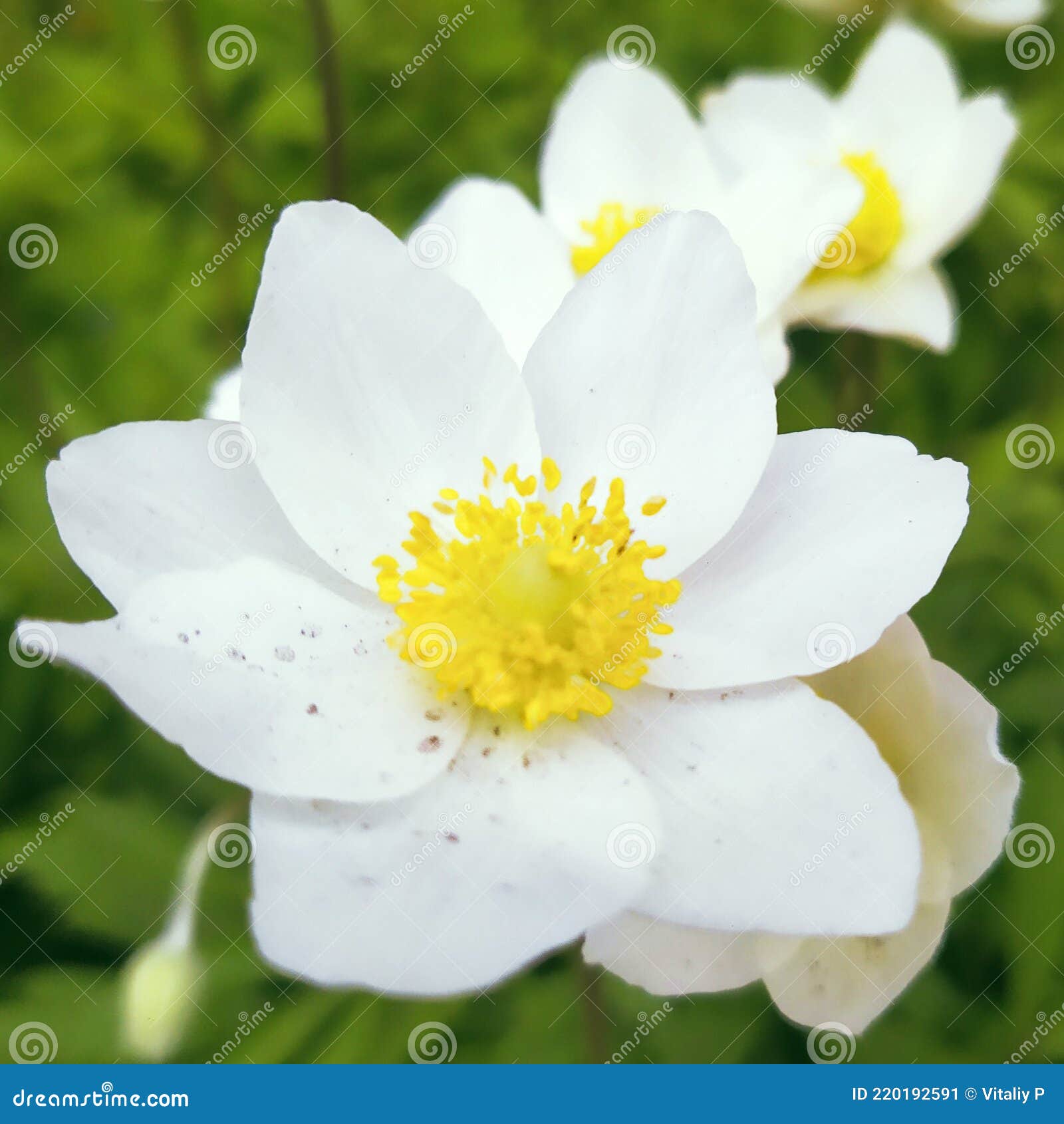Flower white meadow mea stock image. Image of flower - 220192591