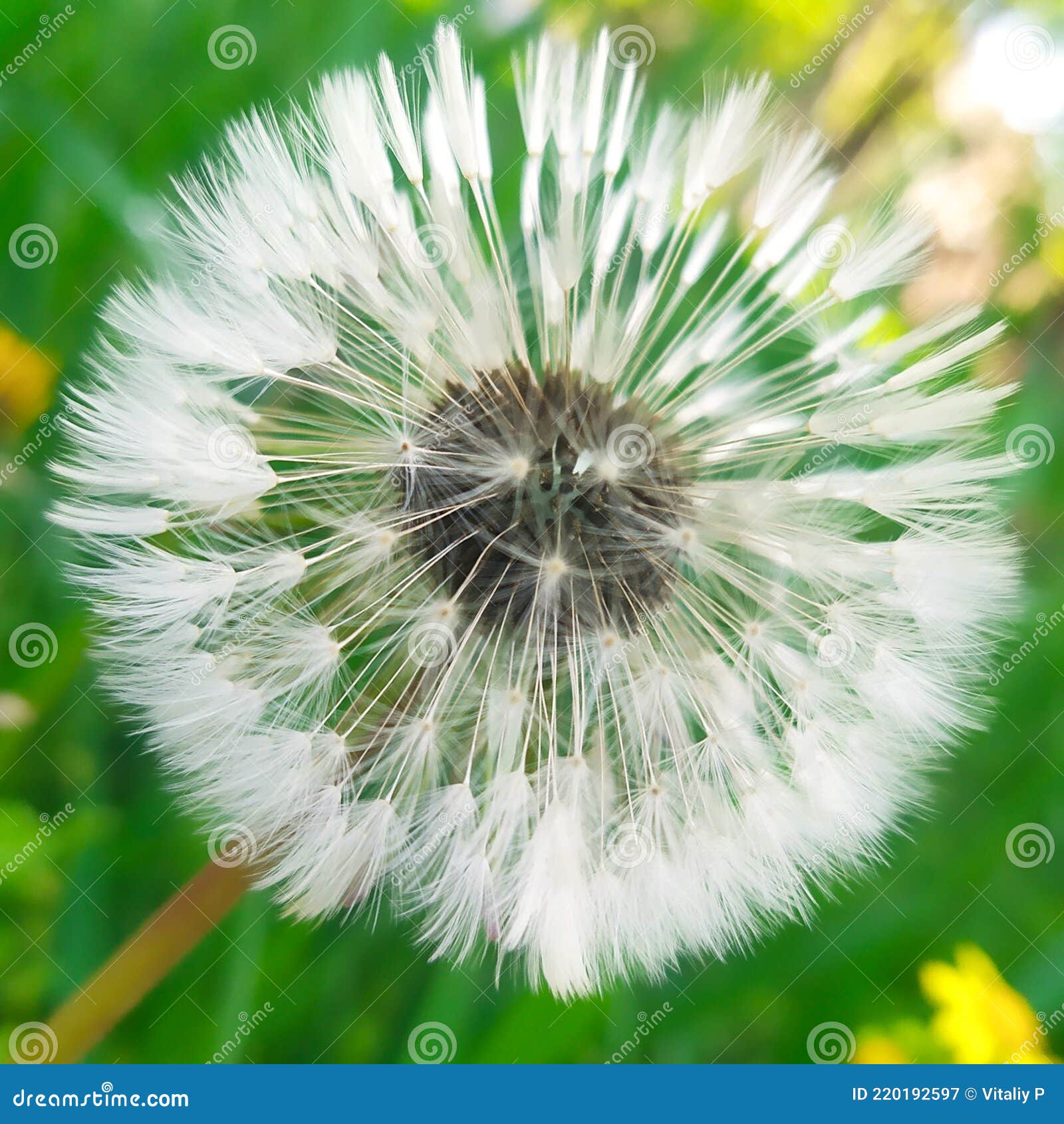 Flower white meadow mea stock image. Image of prairie - 220192597