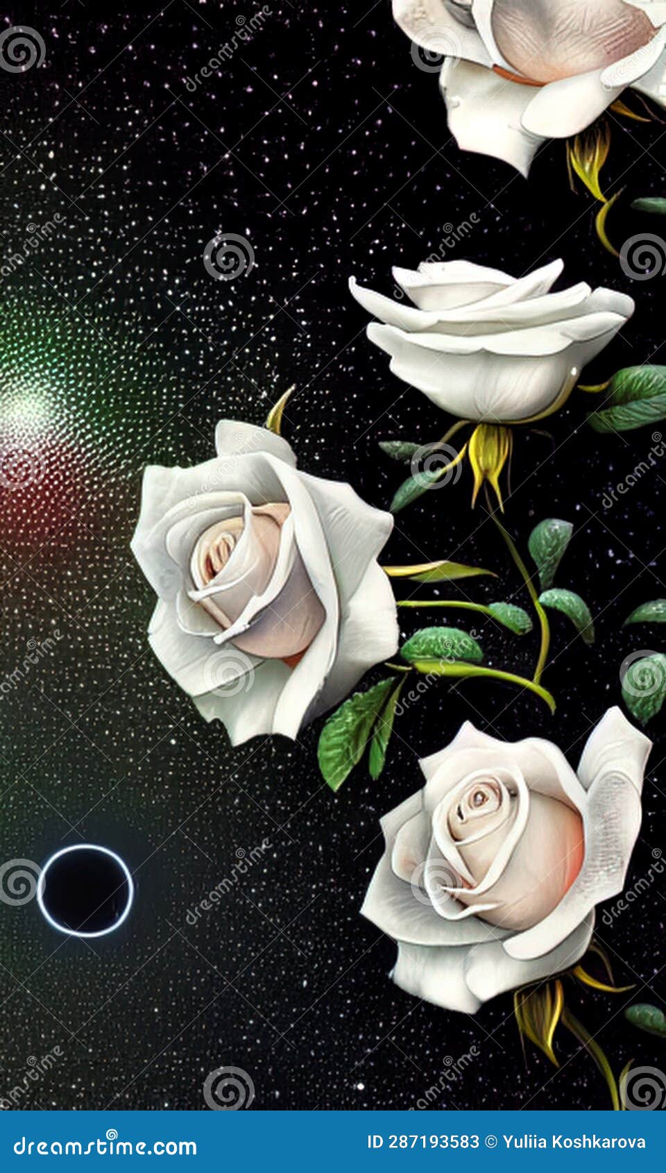 Flower White Rose on Black Background, Wallpaper, Design Stock ...