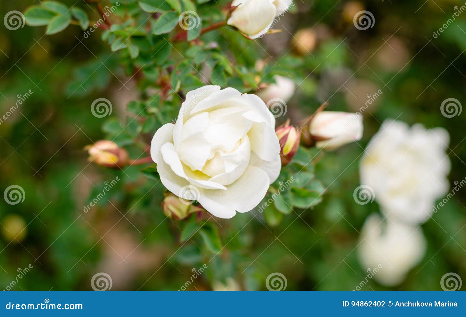 Flower white rose hips stock photo. Image of small, natural - 94862402