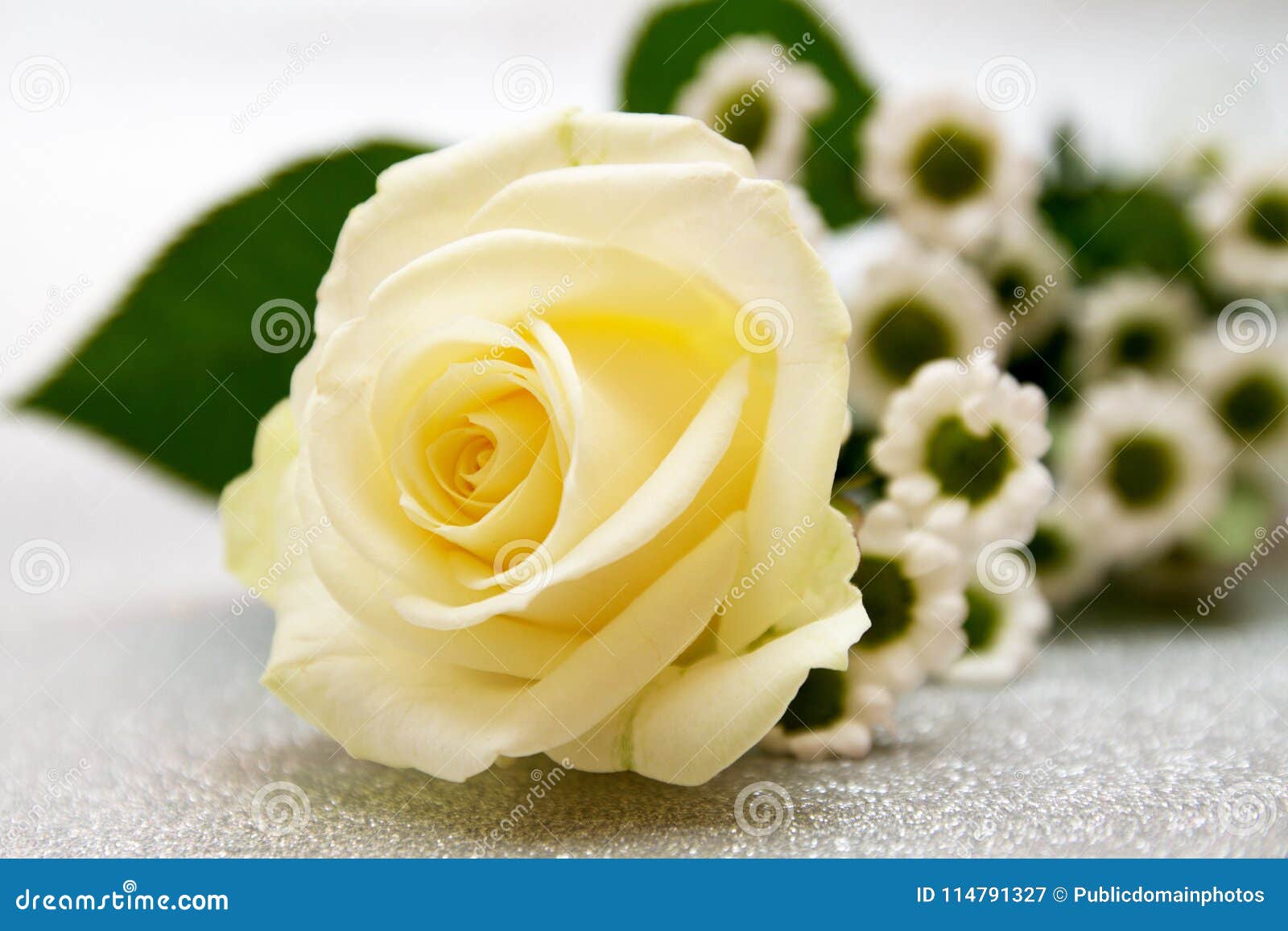 Flower, White, Rose, Yellow Picture. Image: 114791327