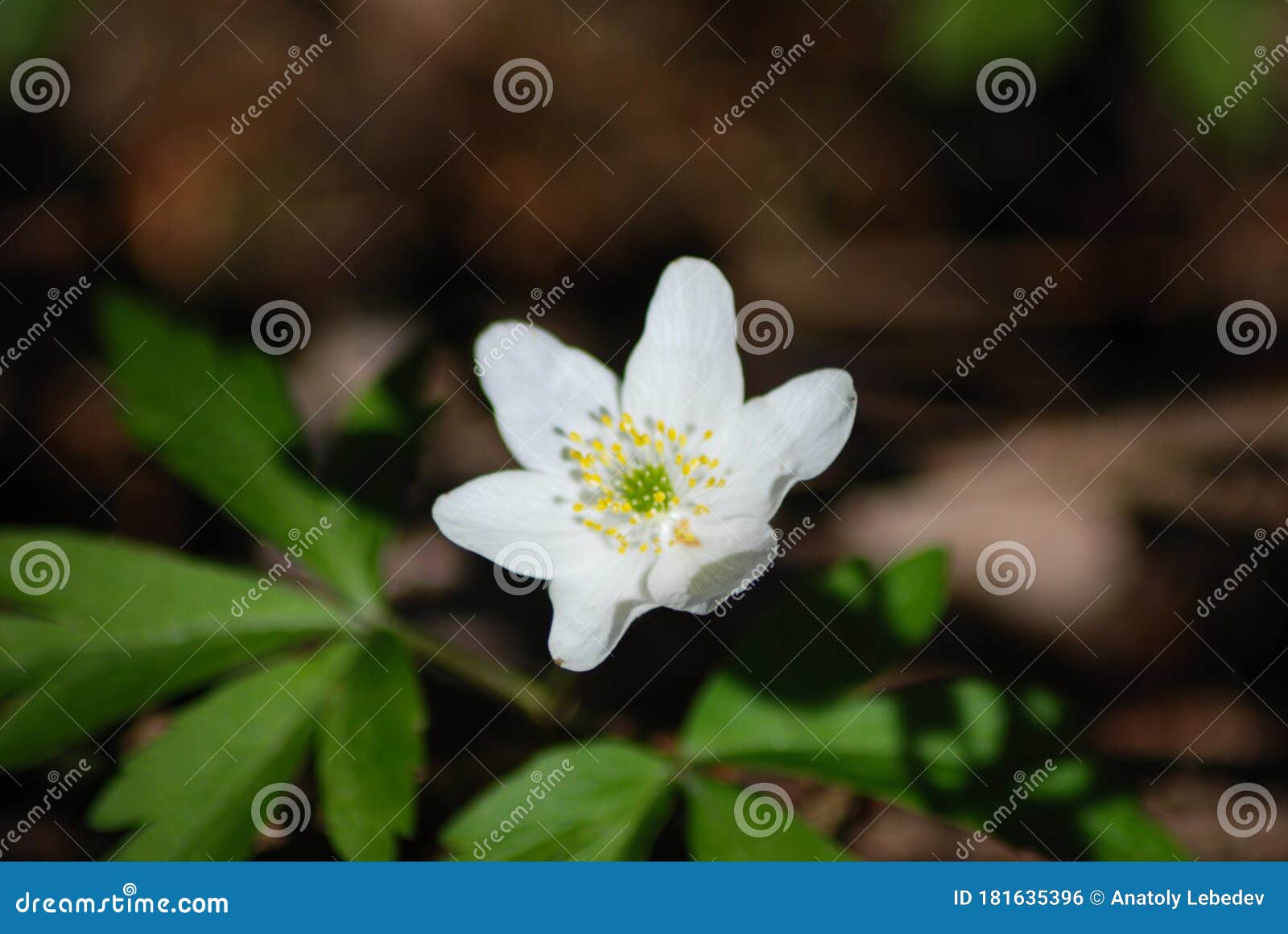 Flower - Whiter Flower Grows in the Forest Stock Photo - Image of ...