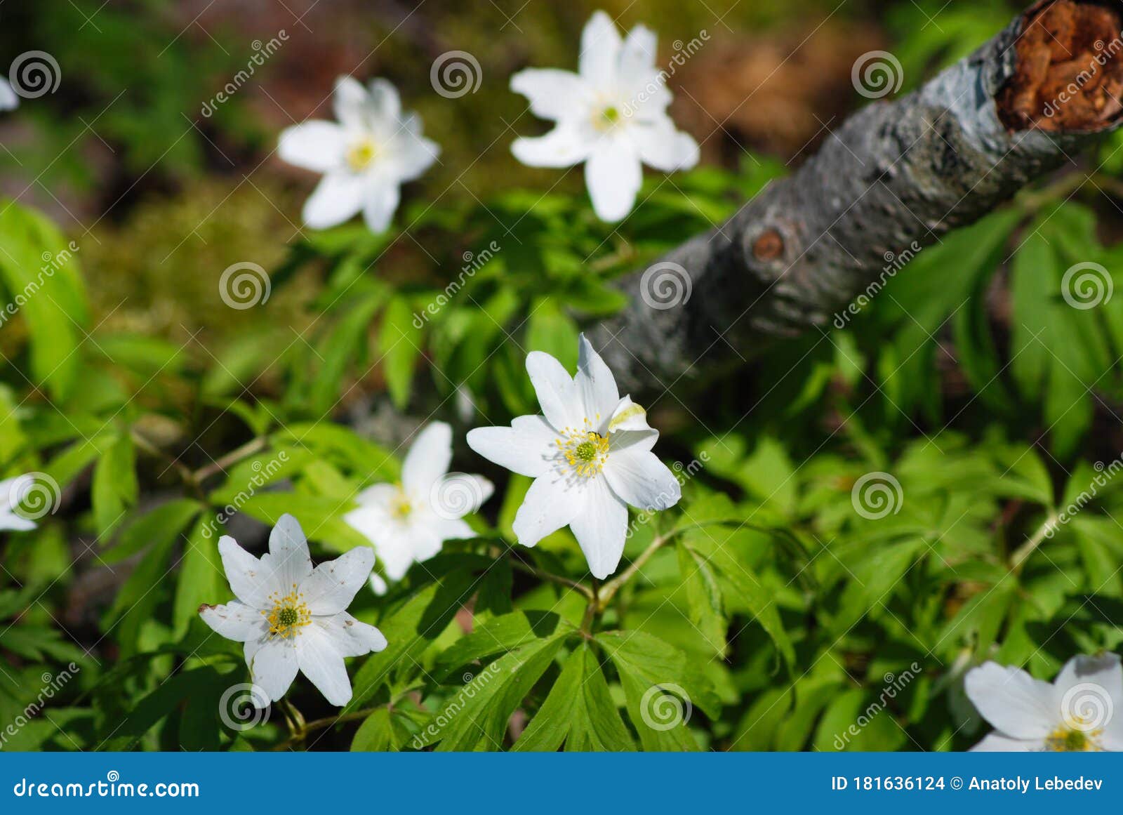 Flower - Whiter Flower Grows in the Forest Stock Photo - Image of early ...