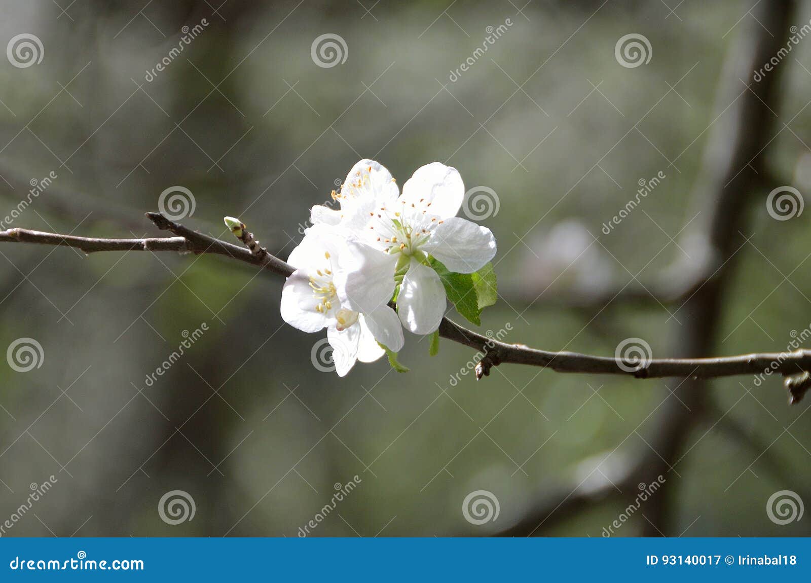 Flower of Wild Apple Tree on a Branch in Spring in Crimean Forest Stock ...