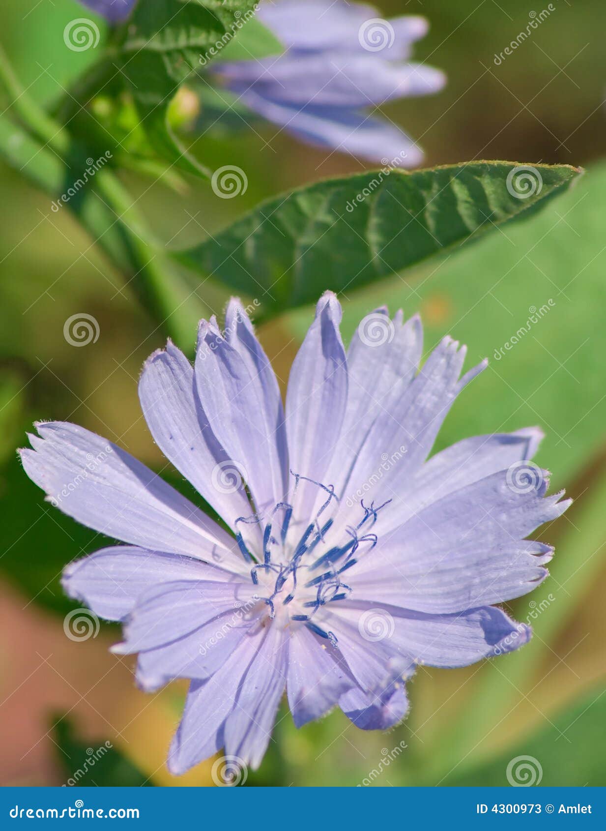 Wild Chicory (Cichorium Intybus), Edible Plant Of Fields, Foraging ...