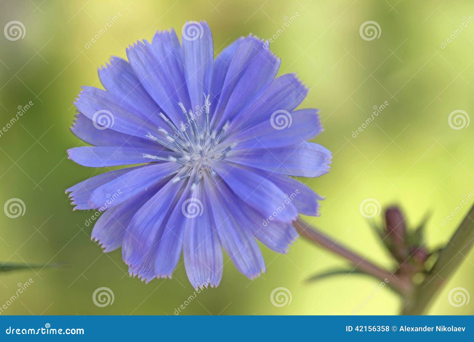 Wild Chicory (Cichorium Intybus), Edible Plant Of Fields, Foraging ...