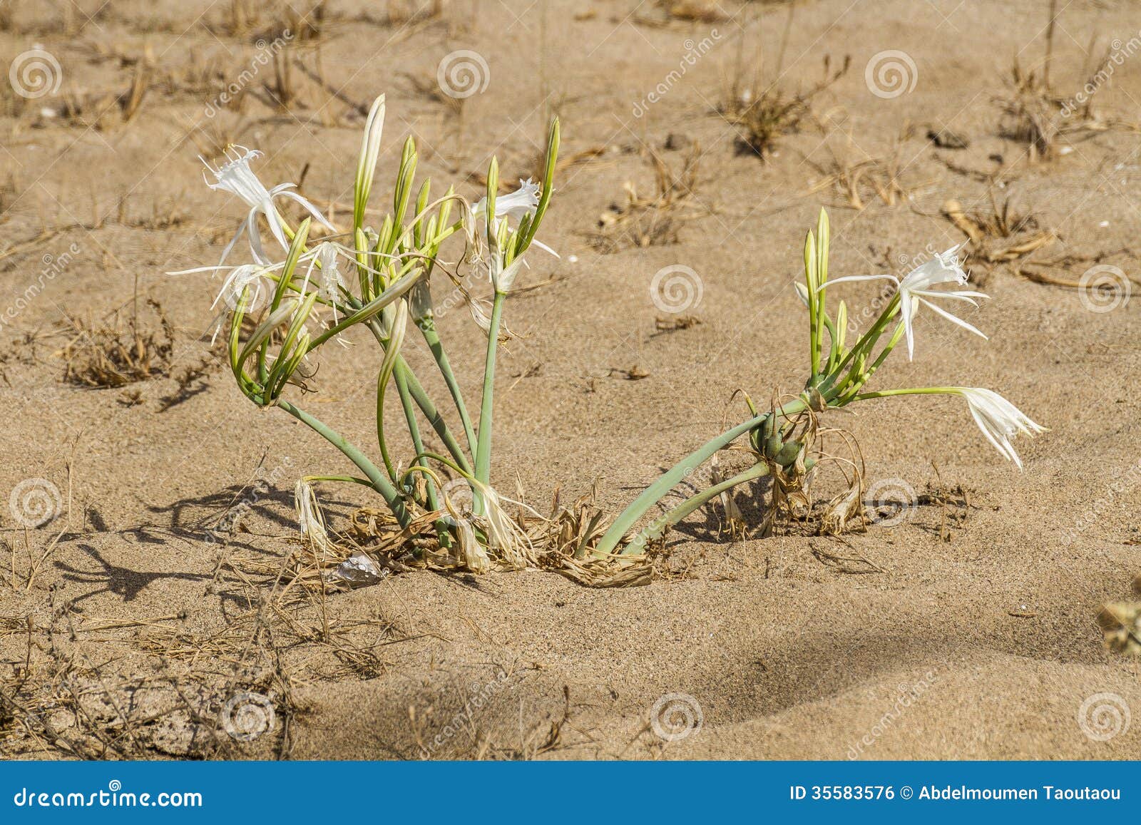 Flower stock photo. Image of remote, caucasian, care - 35583576