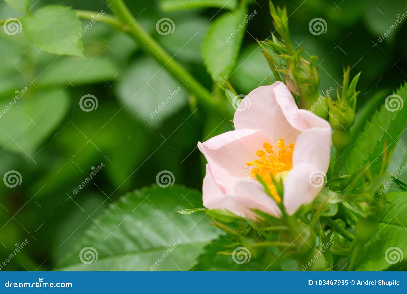 Flower on the Wild Rose in Nature Stock Image - Image of garden ...