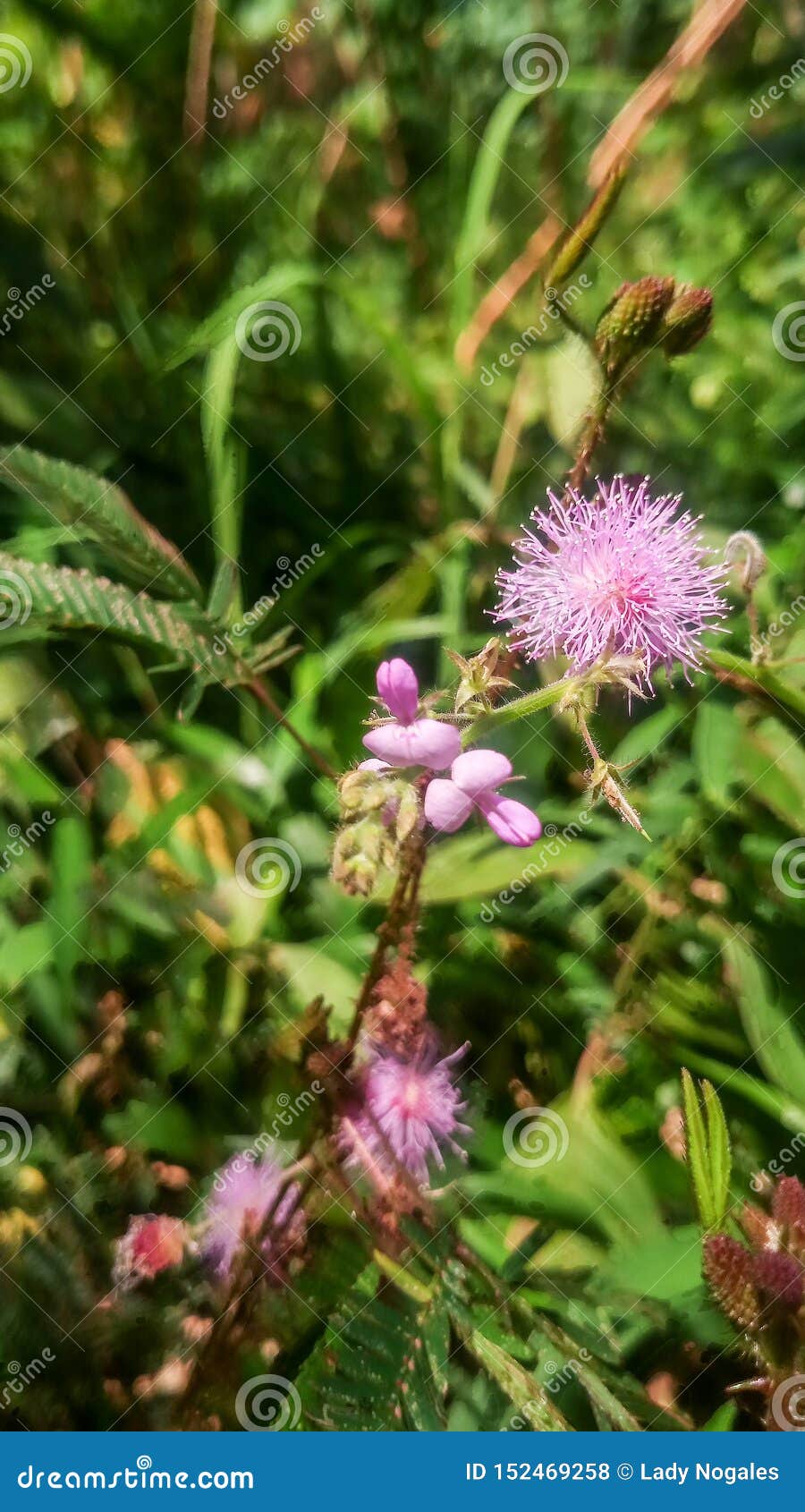 Flower stock photo. Image of wild, flower, pink, torns - 152469258