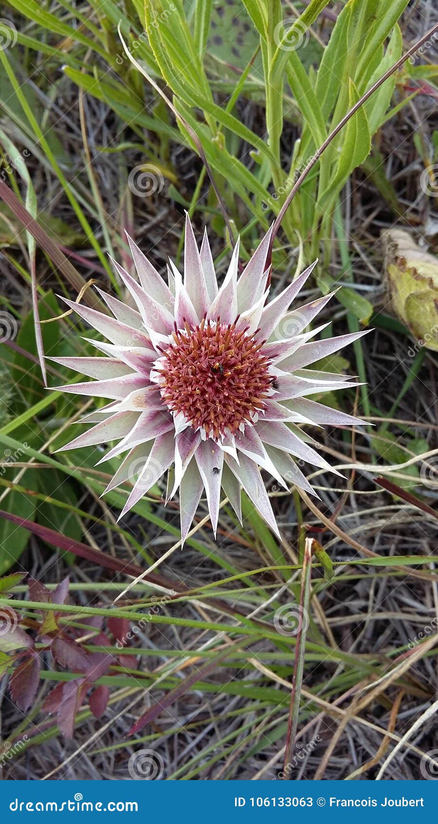 Flower stock image. Image of grass, white, veld, groundcover - 106133063