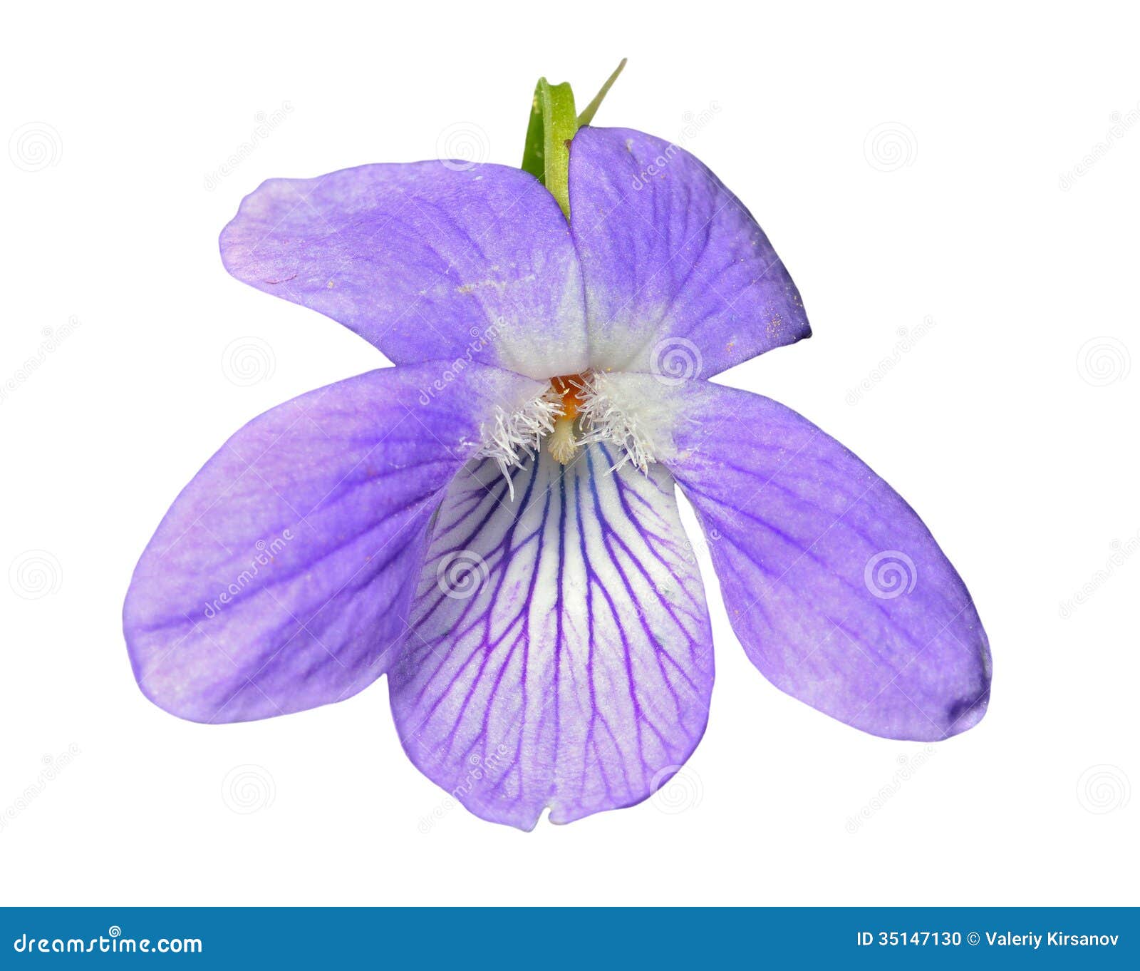 Flower of wild violet 3 stock photo. Image of beauty - 35147130