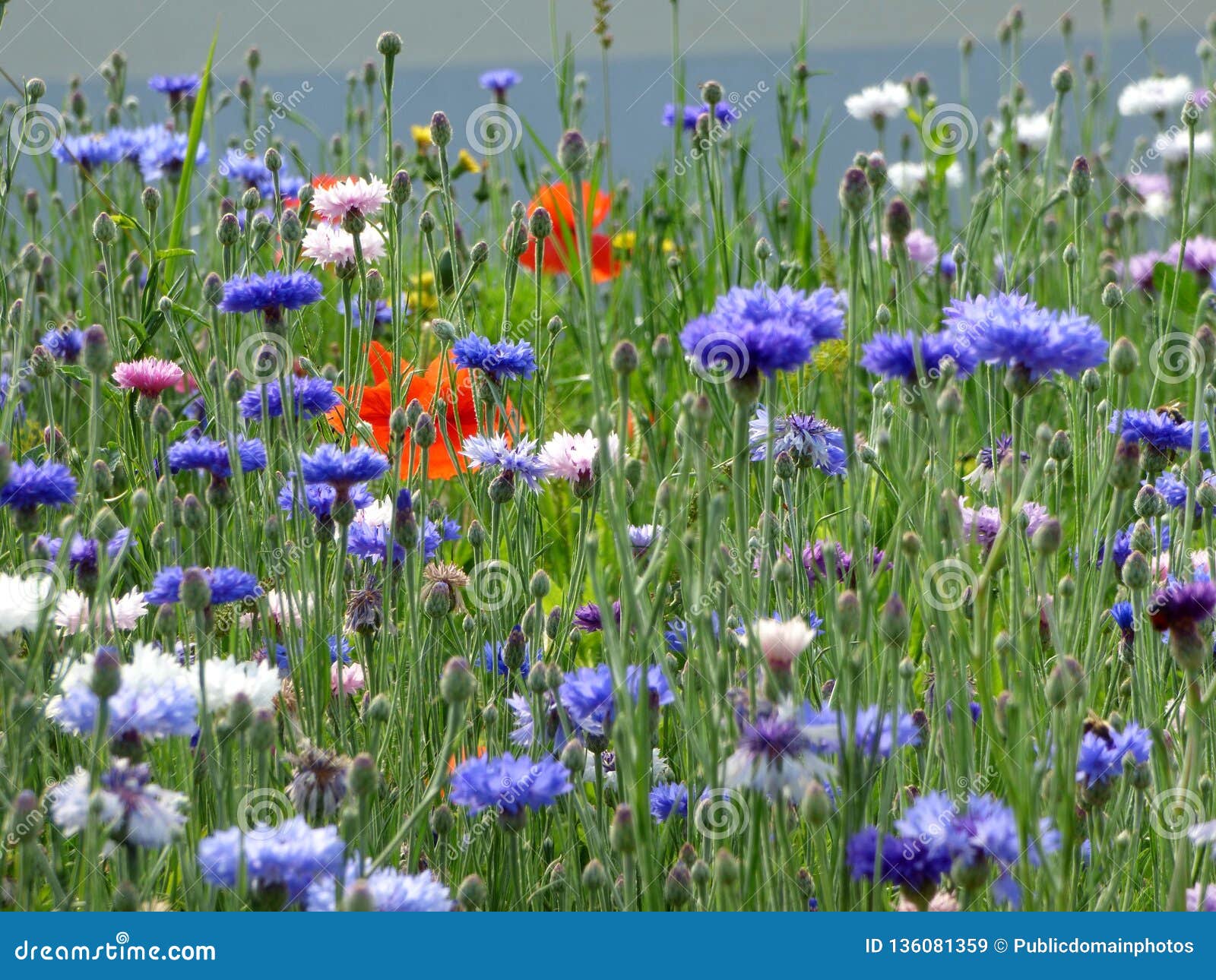 Flower, Wildflower, Meadow, Plant Picture. Image: 136081359