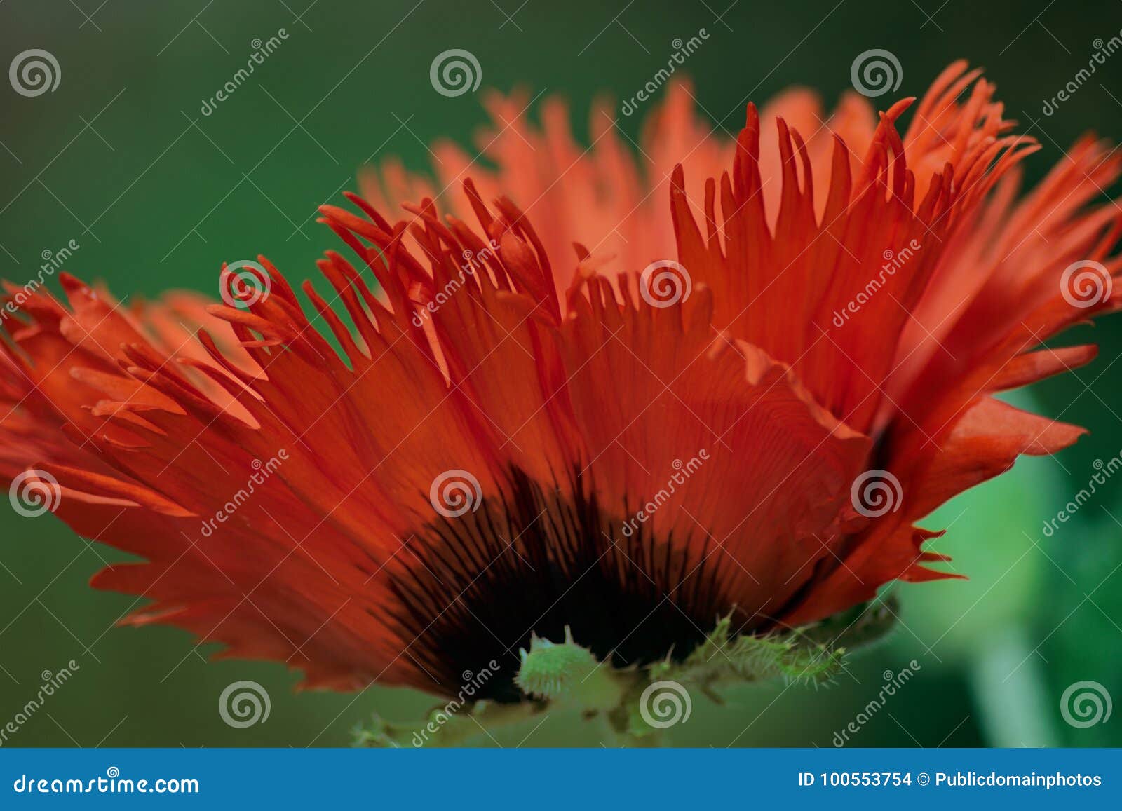 Flower, Wildflower, Petal, Close Up Picture. Image: 100553754