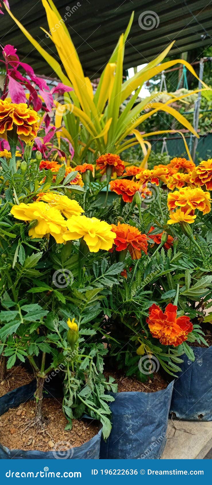 This Flower Will Make You Relax Stock Photo - Image of grass, relax ...