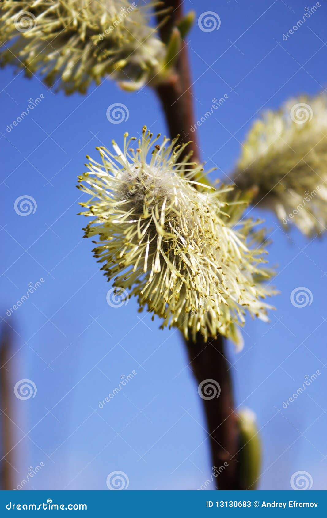 Flower of a Willow Against the Blue Sky Stock Image - Image of fluffy ...