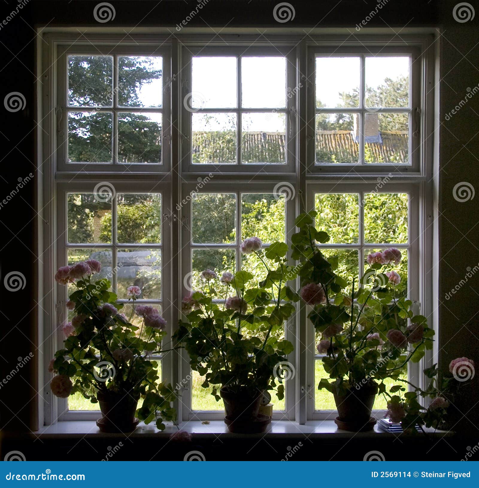 Flower window stock photo. Image of view, flower, plants - 2569114