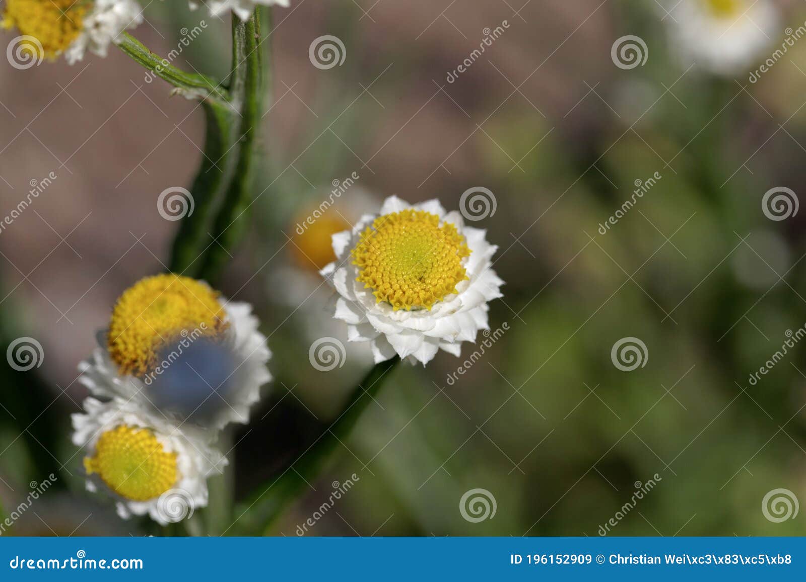 Flower of a Winged Everlasting, Ammobium Alatum Stock Image - Image of ...