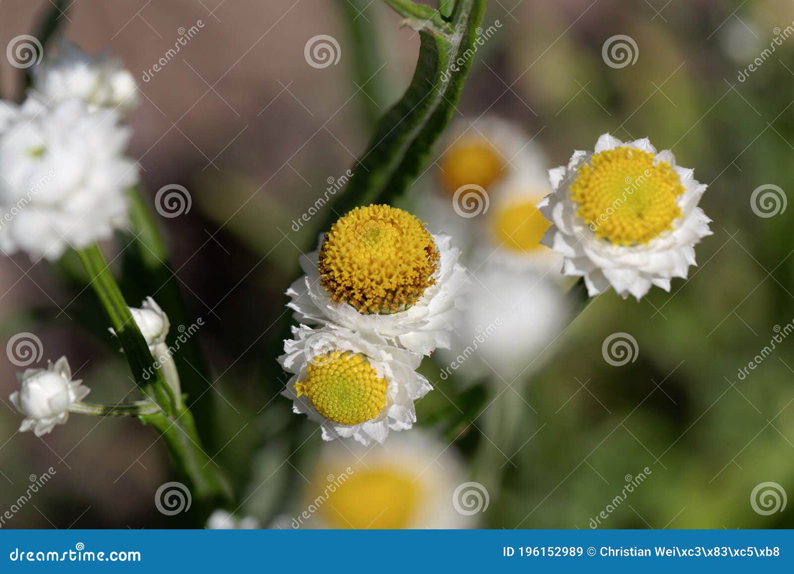 Flower of a Winged Everlasting, Ammobium Alatum Stock Image - Image of ...