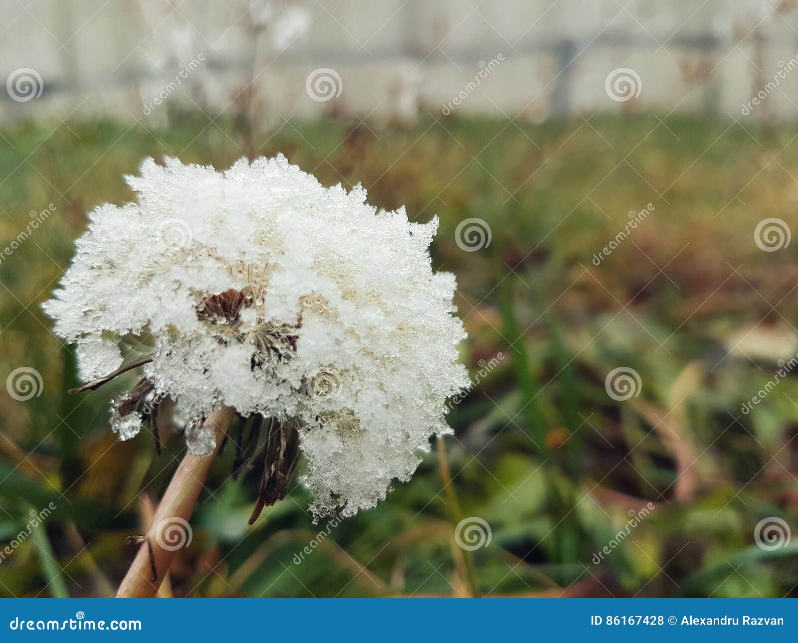 Flower in winter editorial stock photo. Image of snow - 86167428