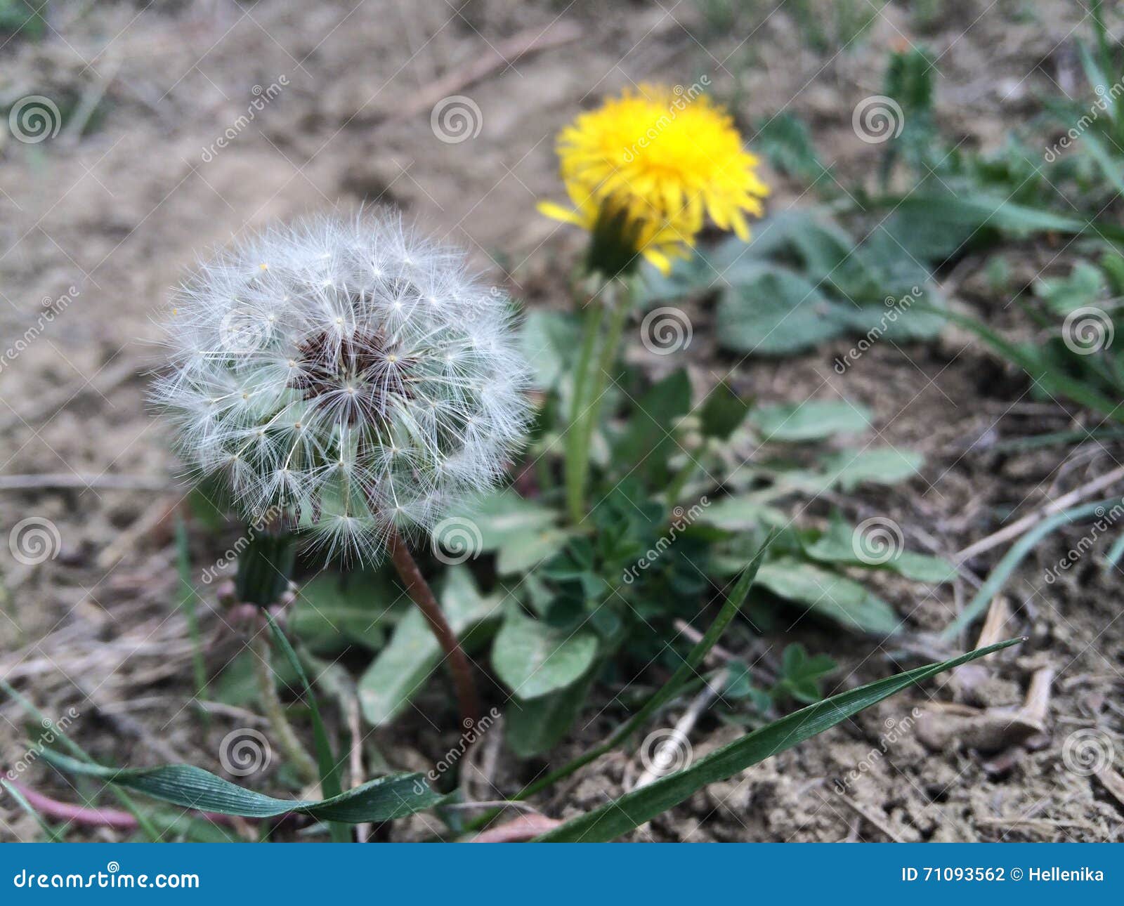 Flower of a wish! editorial photography. Image of dandelion - 71093562