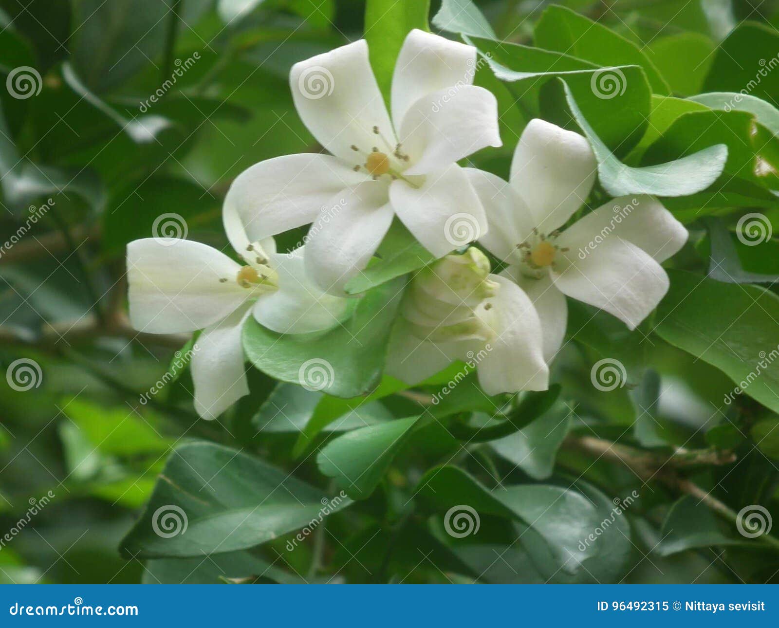 Flower withe stock image. Image of withe, flower, thailand - 96492315