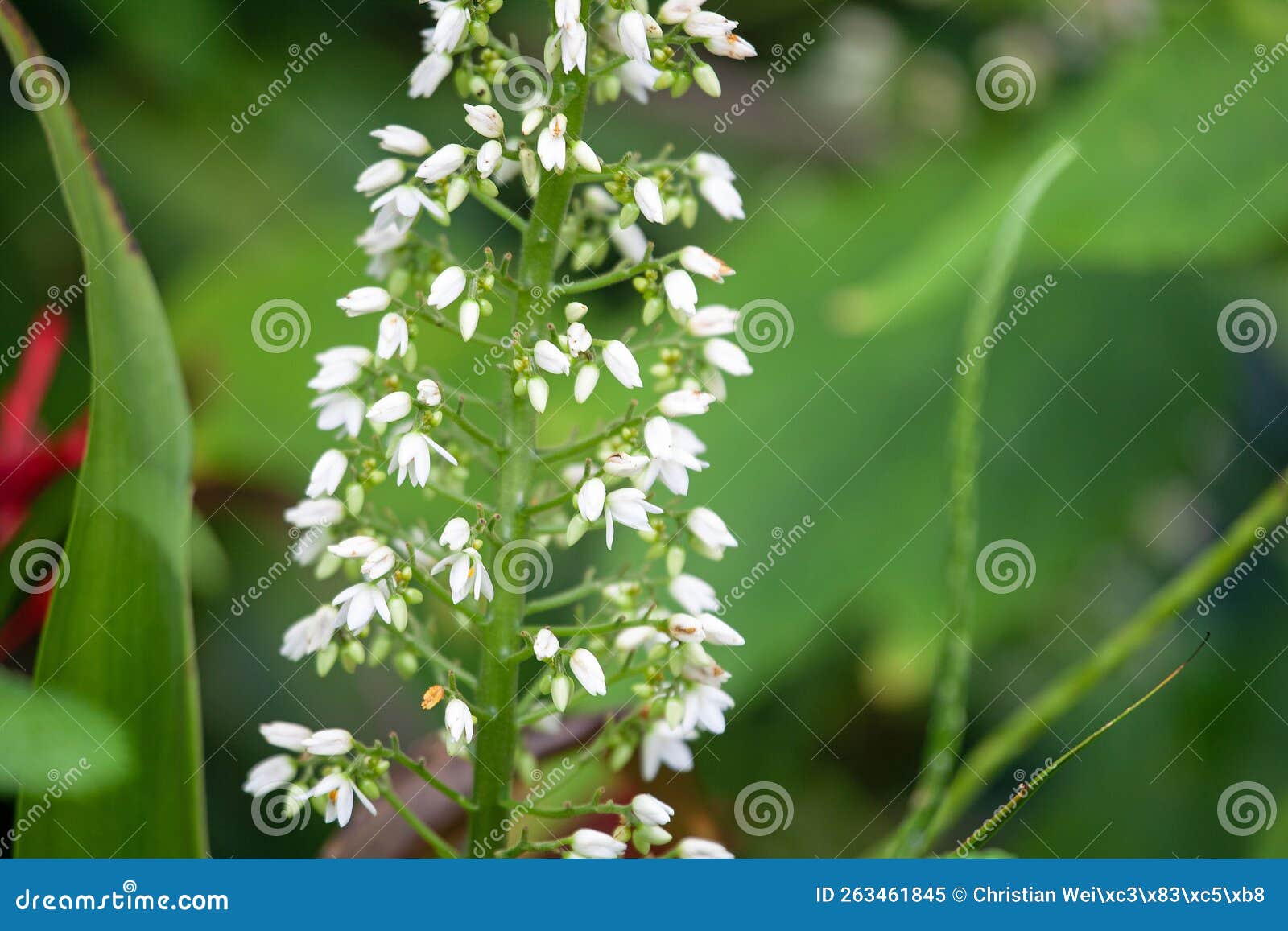 Flower of a Xiphidium Caeruleum Stock Image - Image of botanical ...