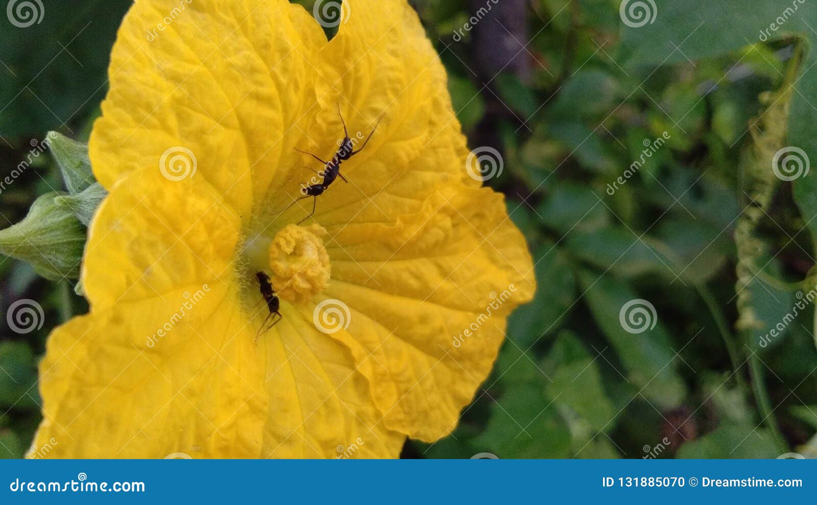 Flower Yellow Ants Nectar Nature Stock Photo - Image of nature, nectar ...