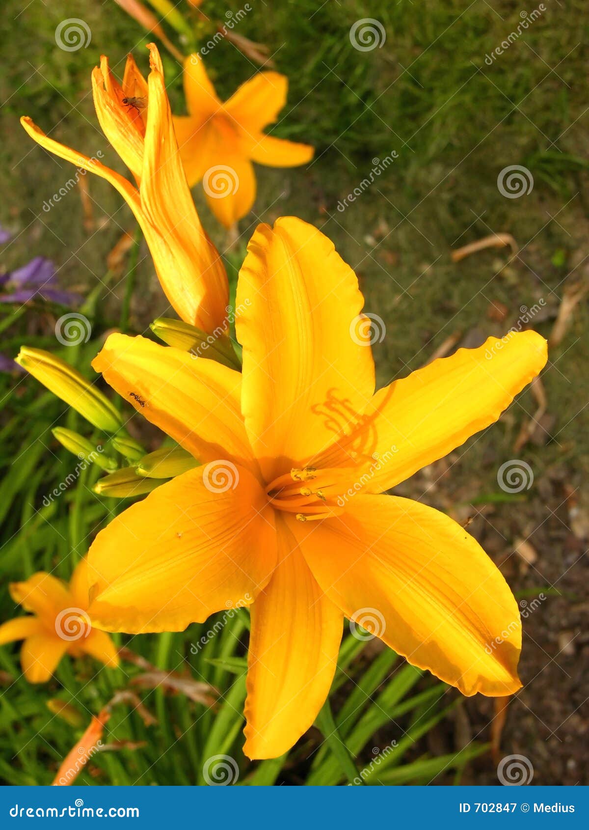 Flower yellow azalea, lily stock image. Image of fresh - 702847