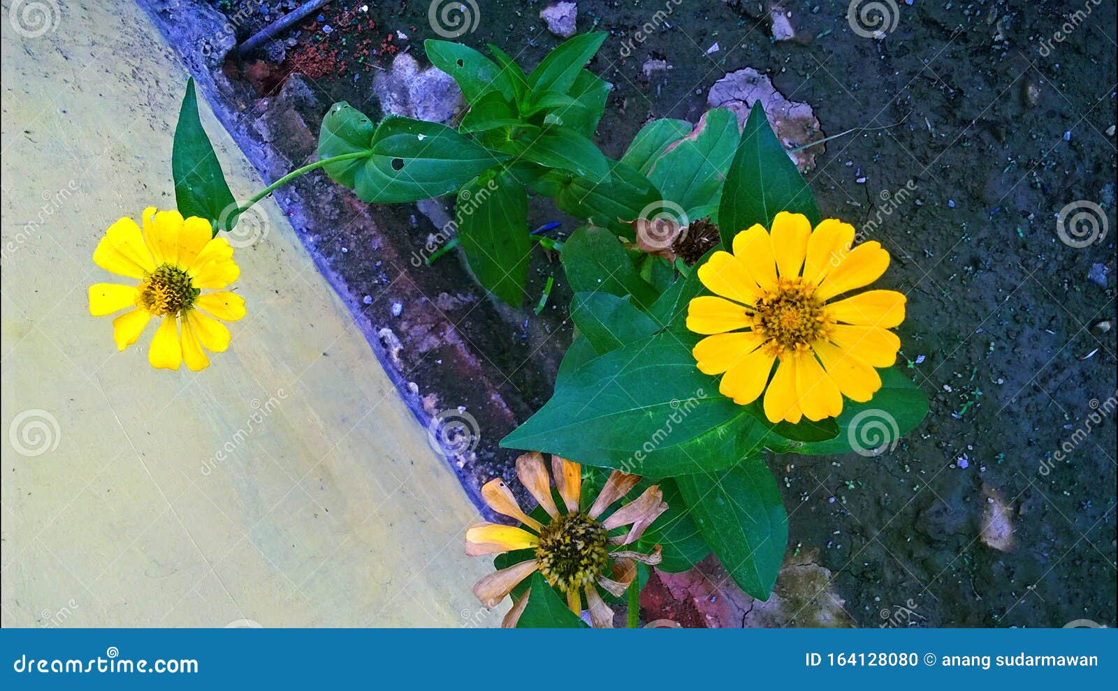 The Flower Yellow Beautiful Original and Natural Stock Photo - Image of ...