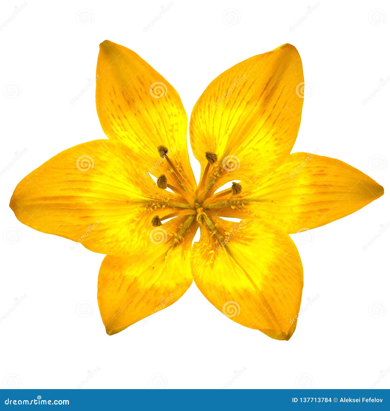 Flower Yellow Brown Lily Isolated on White Background. Close-up Stock ...