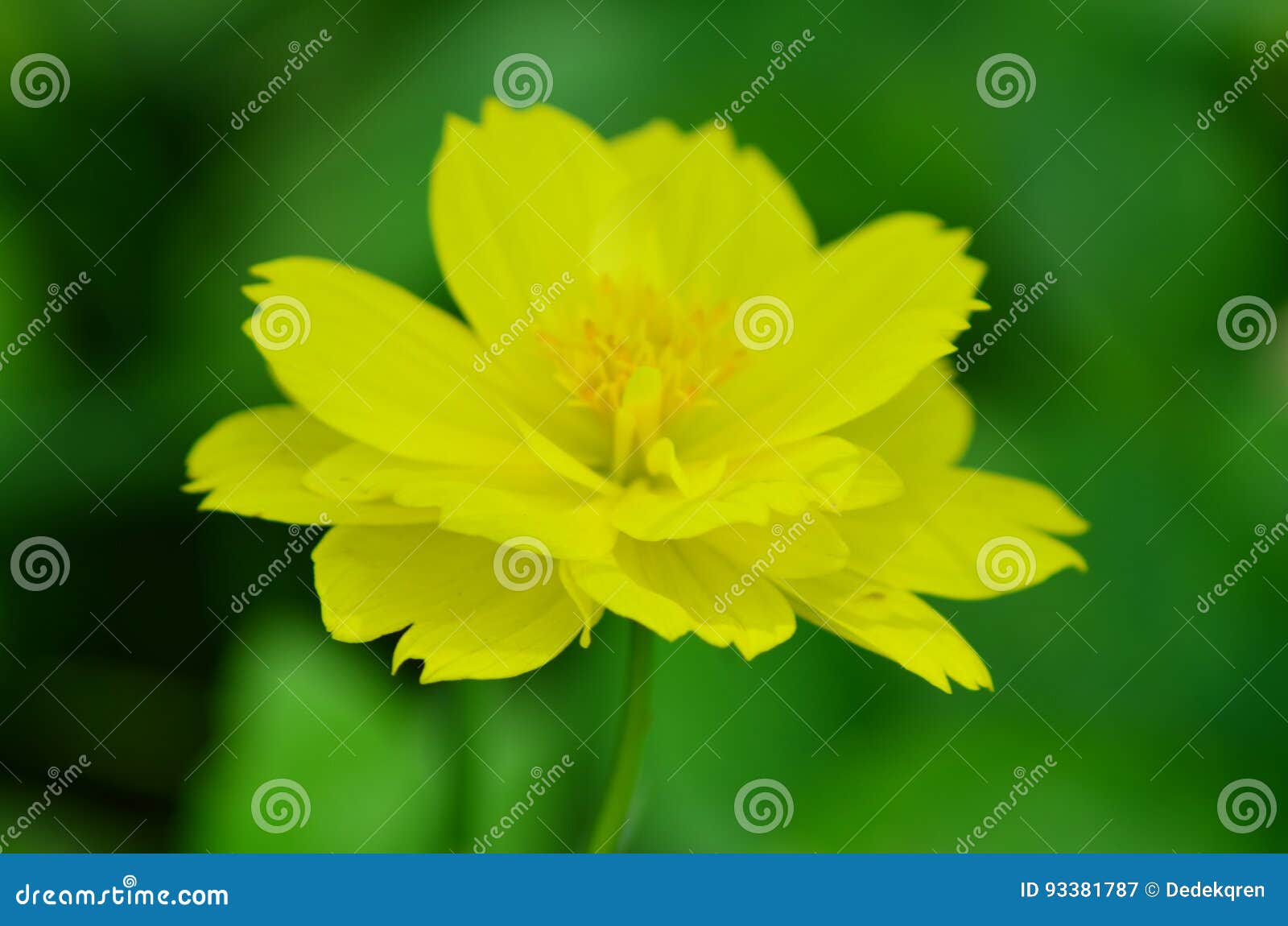 Flower stock image. Image of nature, bunga, yellow, flower - 93381787