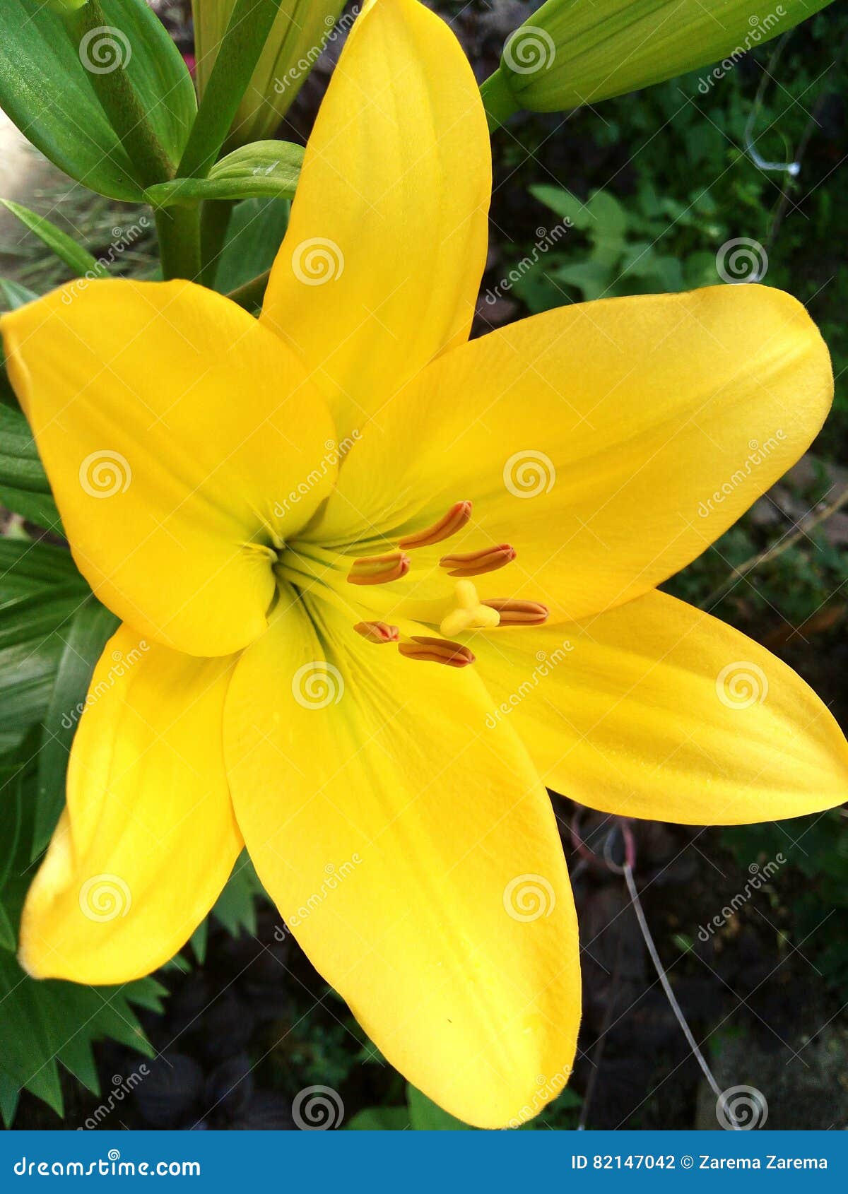 Flower stock photo. Image of lily, flower, yellow, colorflower - 82147042