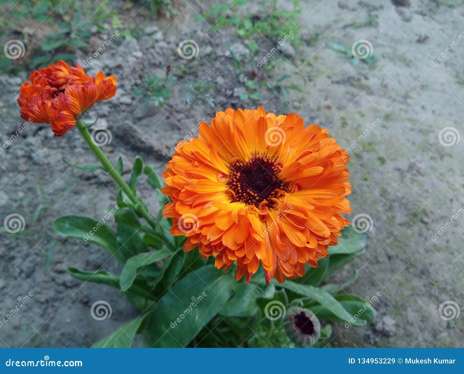 Yellow Daheliya Stock Photos - Free & Royalty-Free Stock Photos from ...