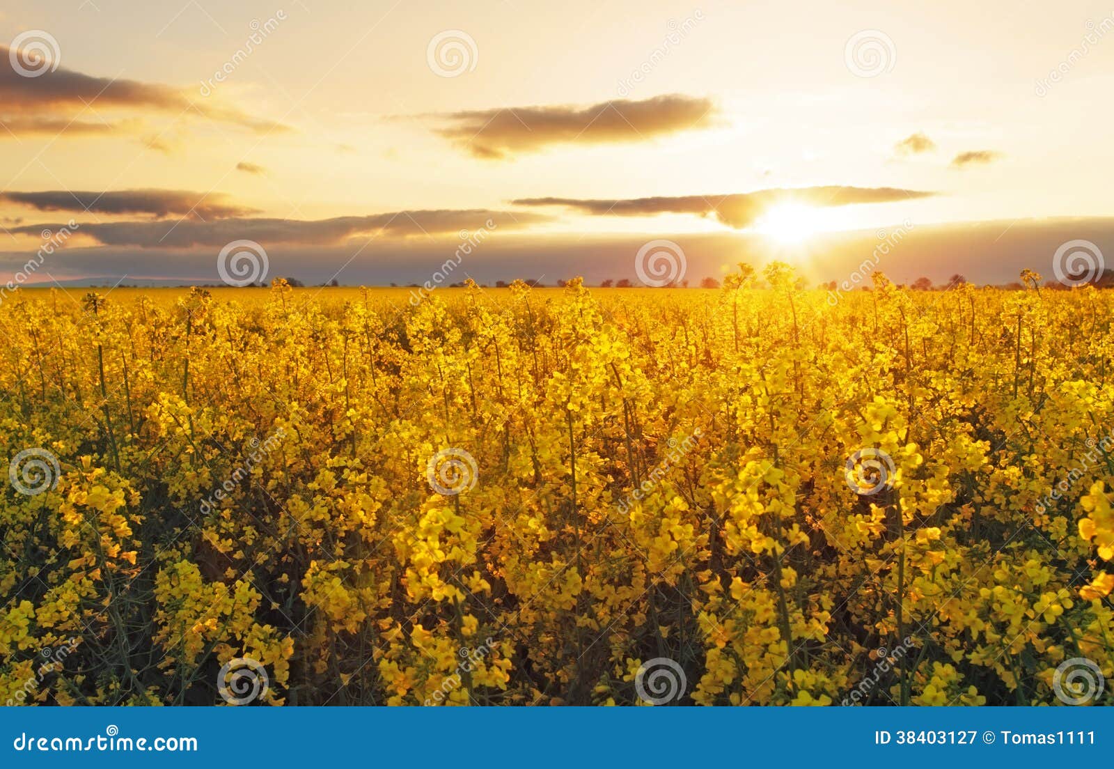 Flower Yellow field stock image. Image of blossom, field - 38403127