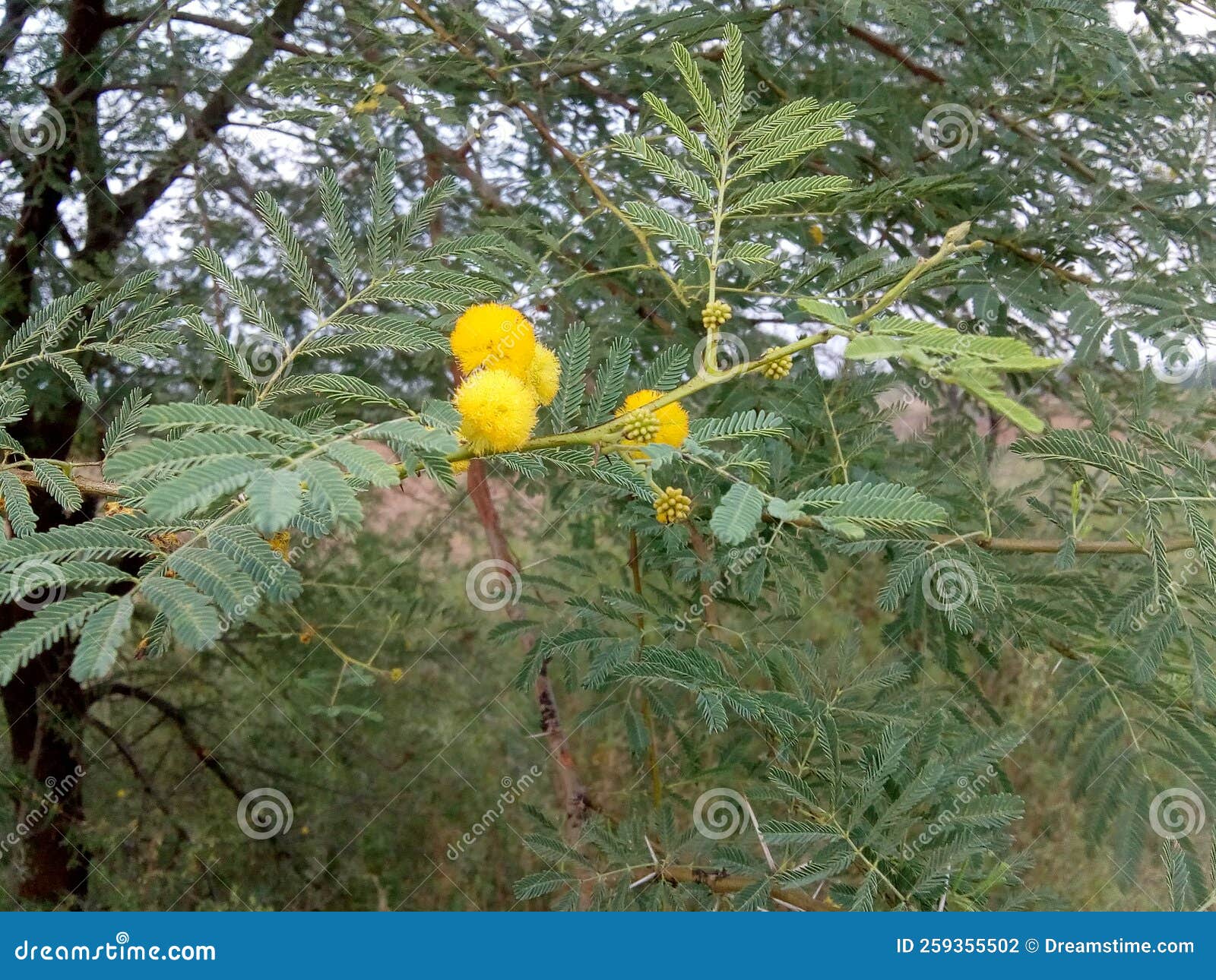 Flower Yellow Green Nature Tree Stock Photo - Image of nature, green ...