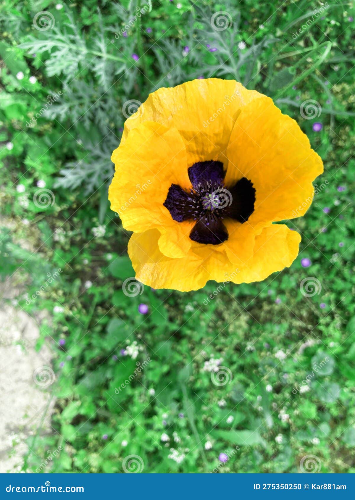 Flower Yellow Mac on the Green Stock Photo - Image of green, friend ...