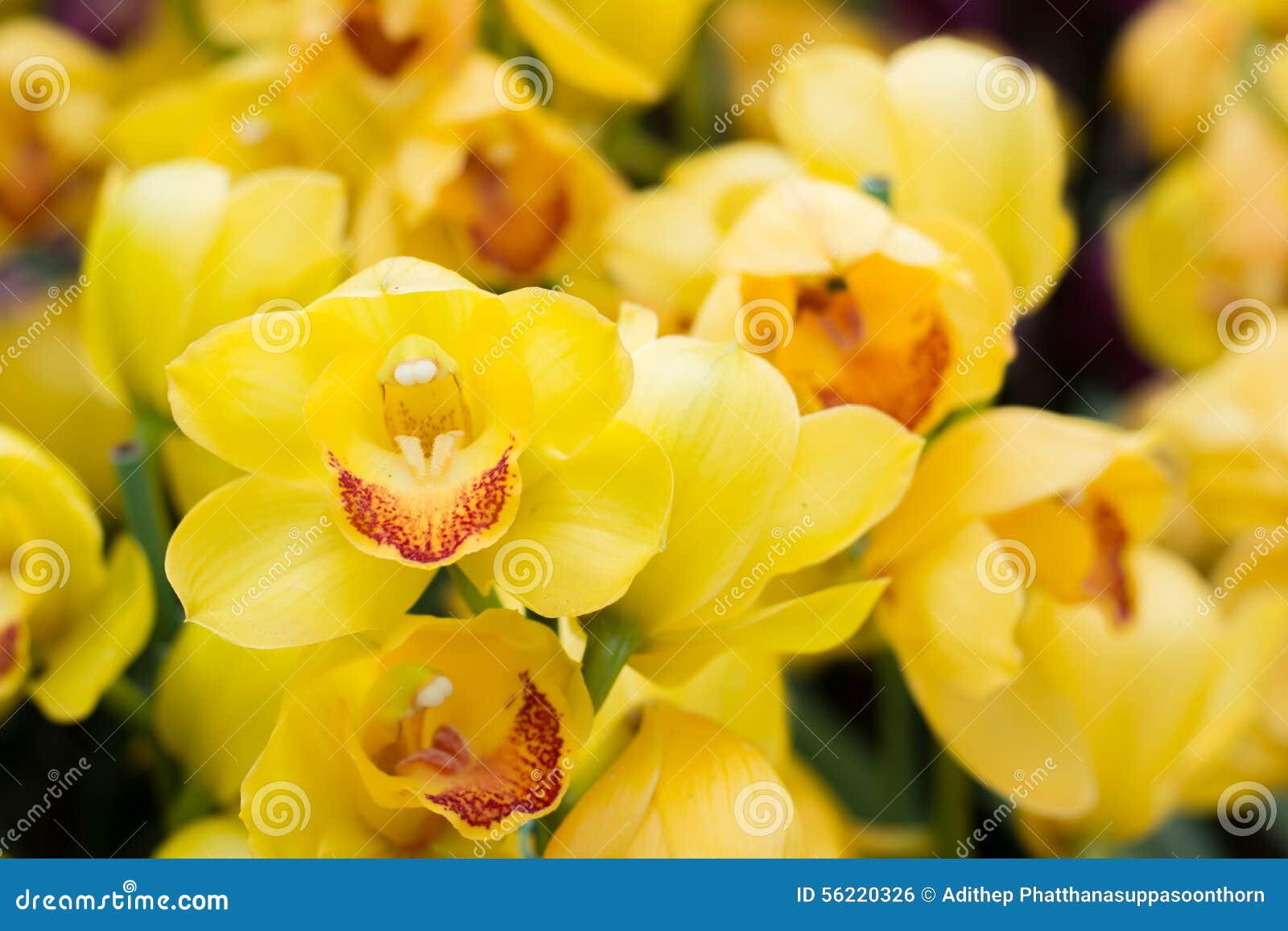 Flower Yellow Orchid on Horizontal Image Stock Photo - Image of orchid ...